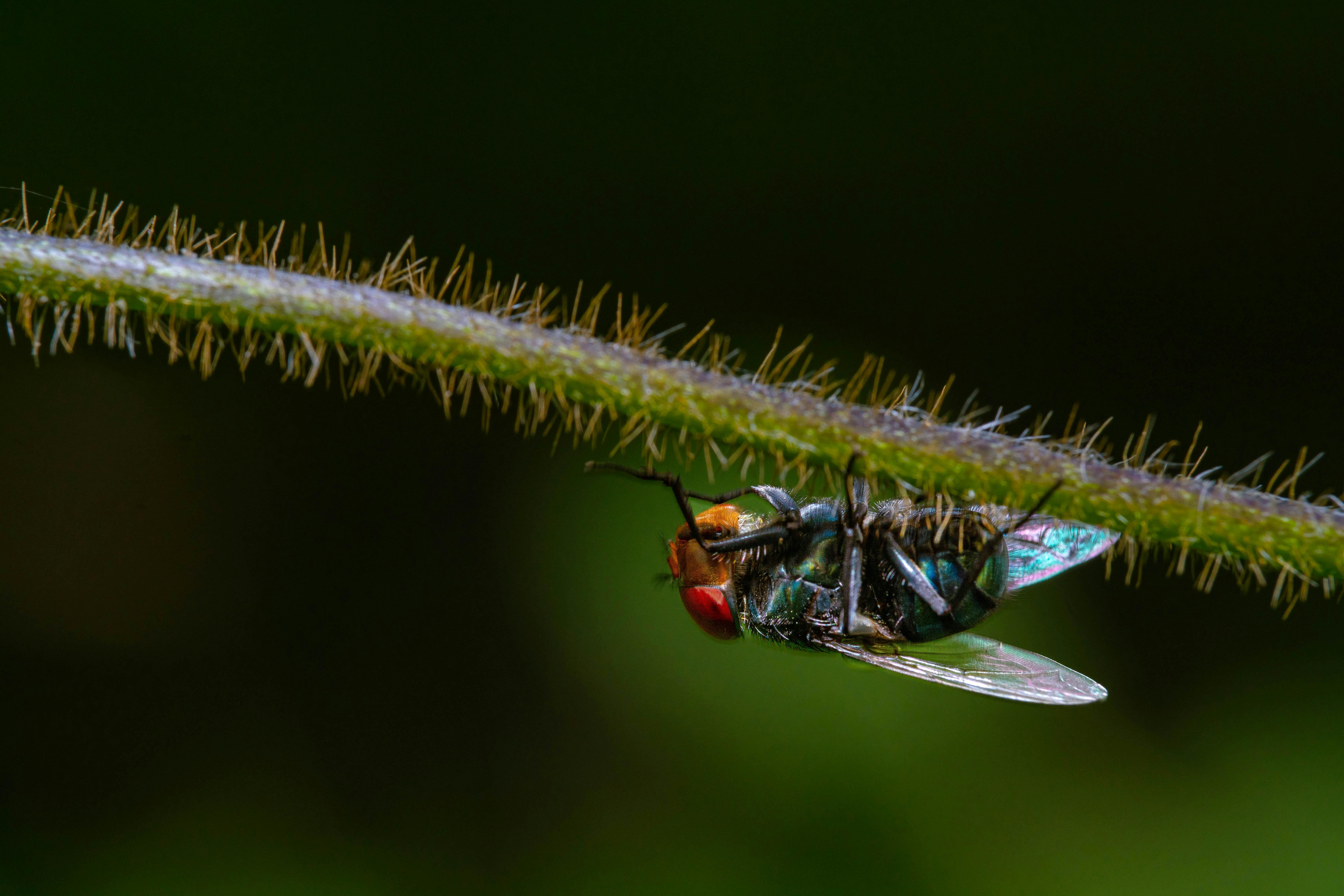green fly standing on hairy stem plant · Free Stock Photo
