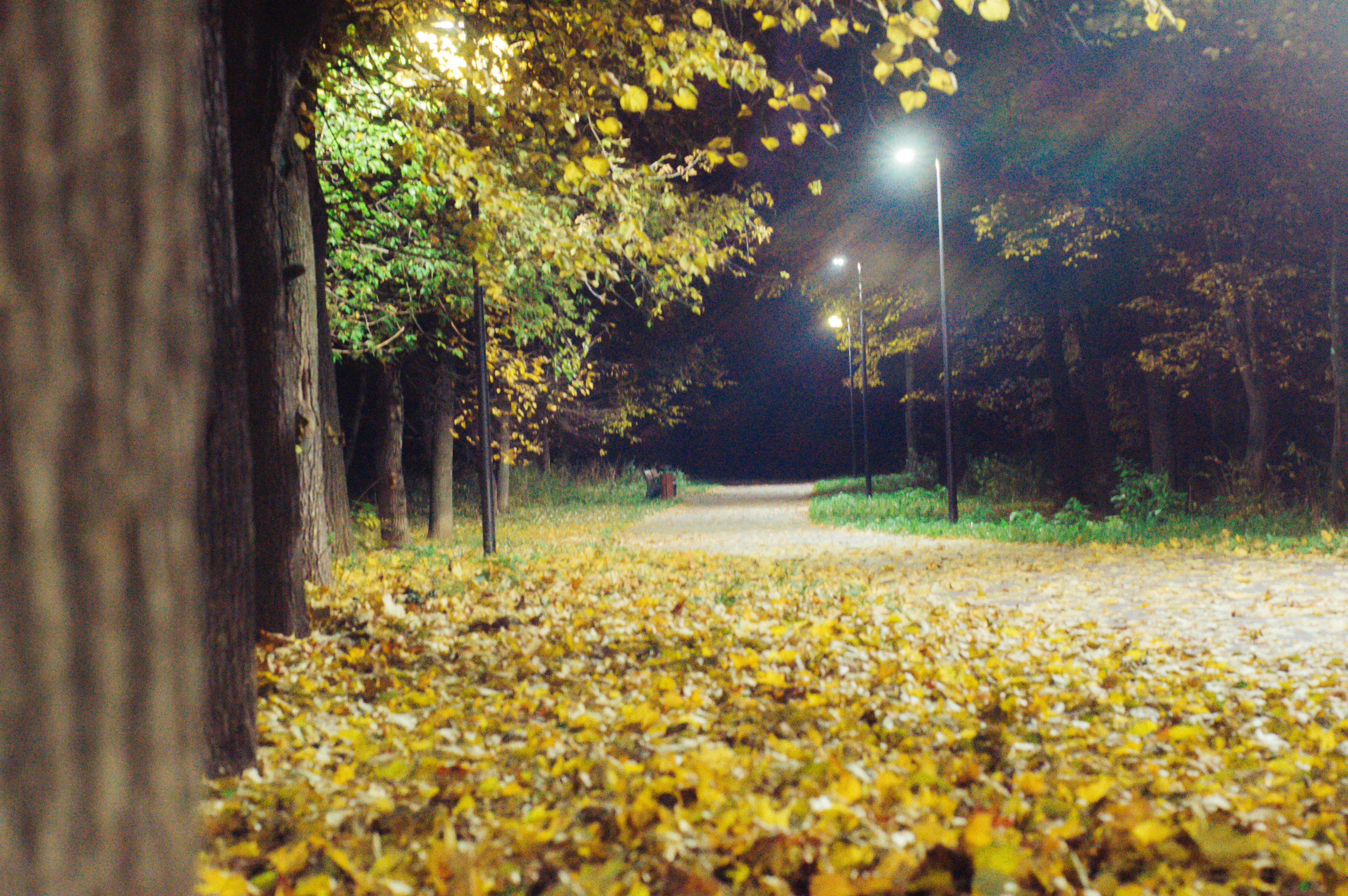 Free stock photo of lantern light, park, road