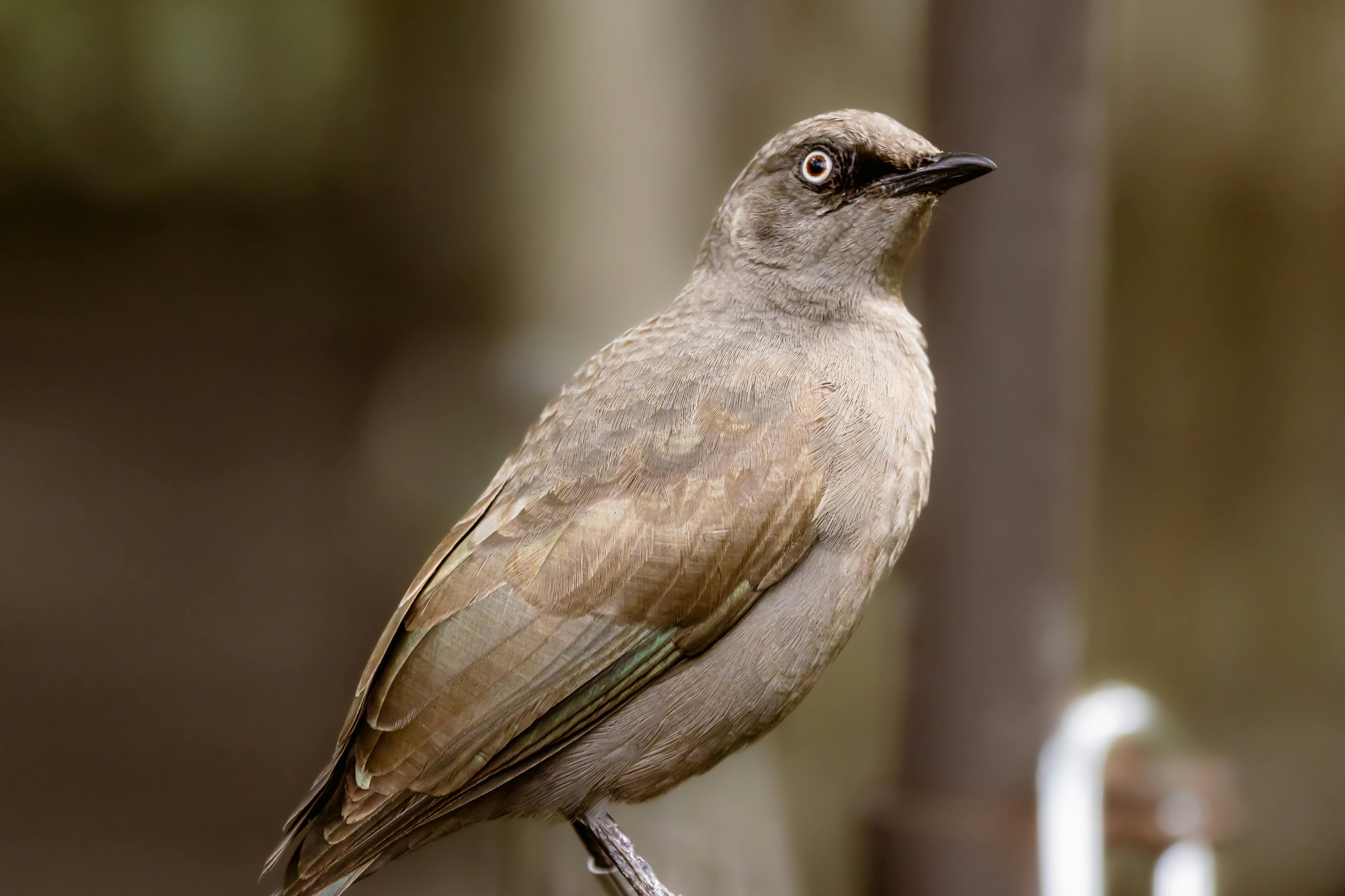 Close-up of an Ashy Starling · Free Stock Photo