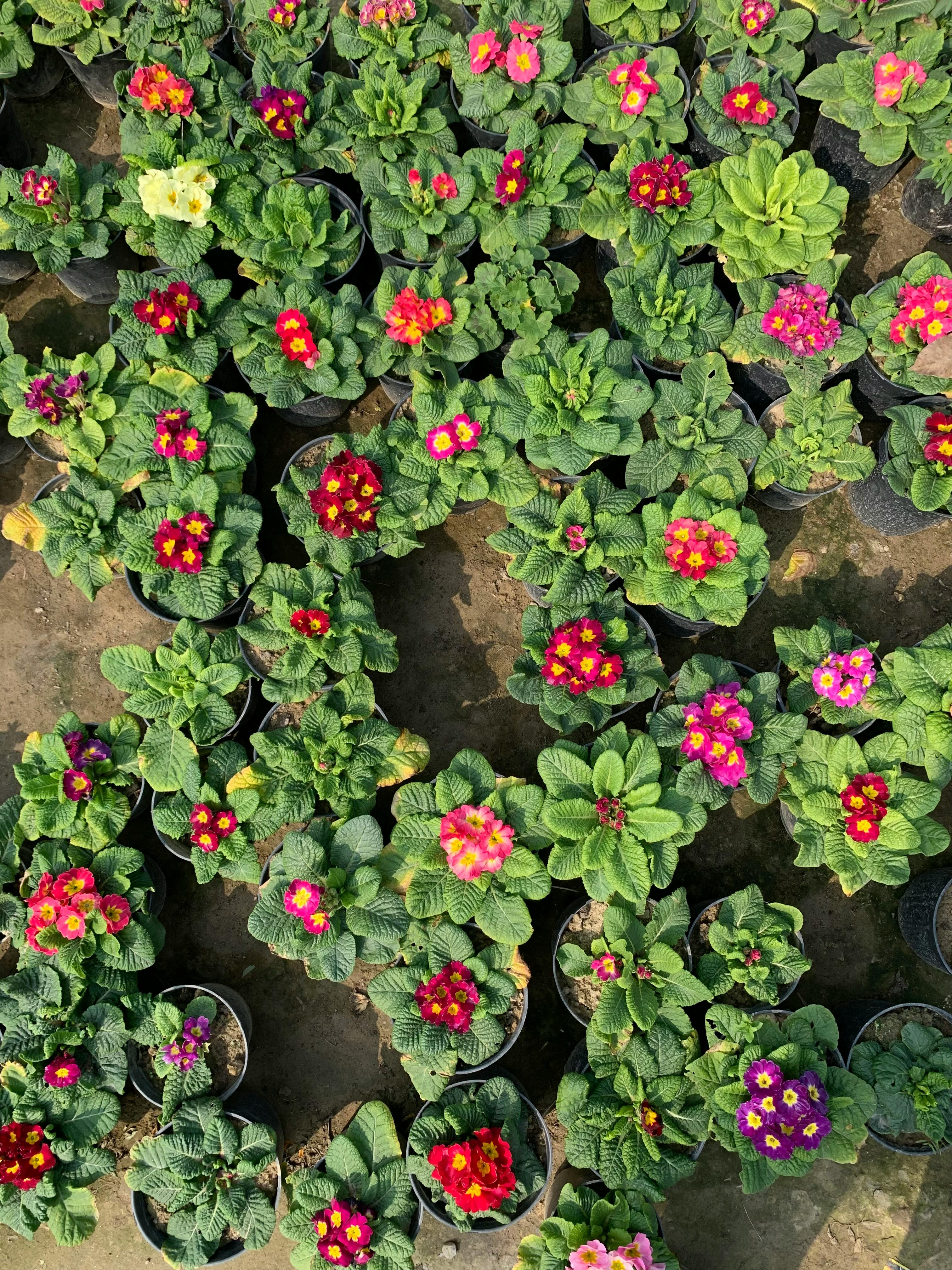Colorful Potted Flowers · Free Stock Photo
