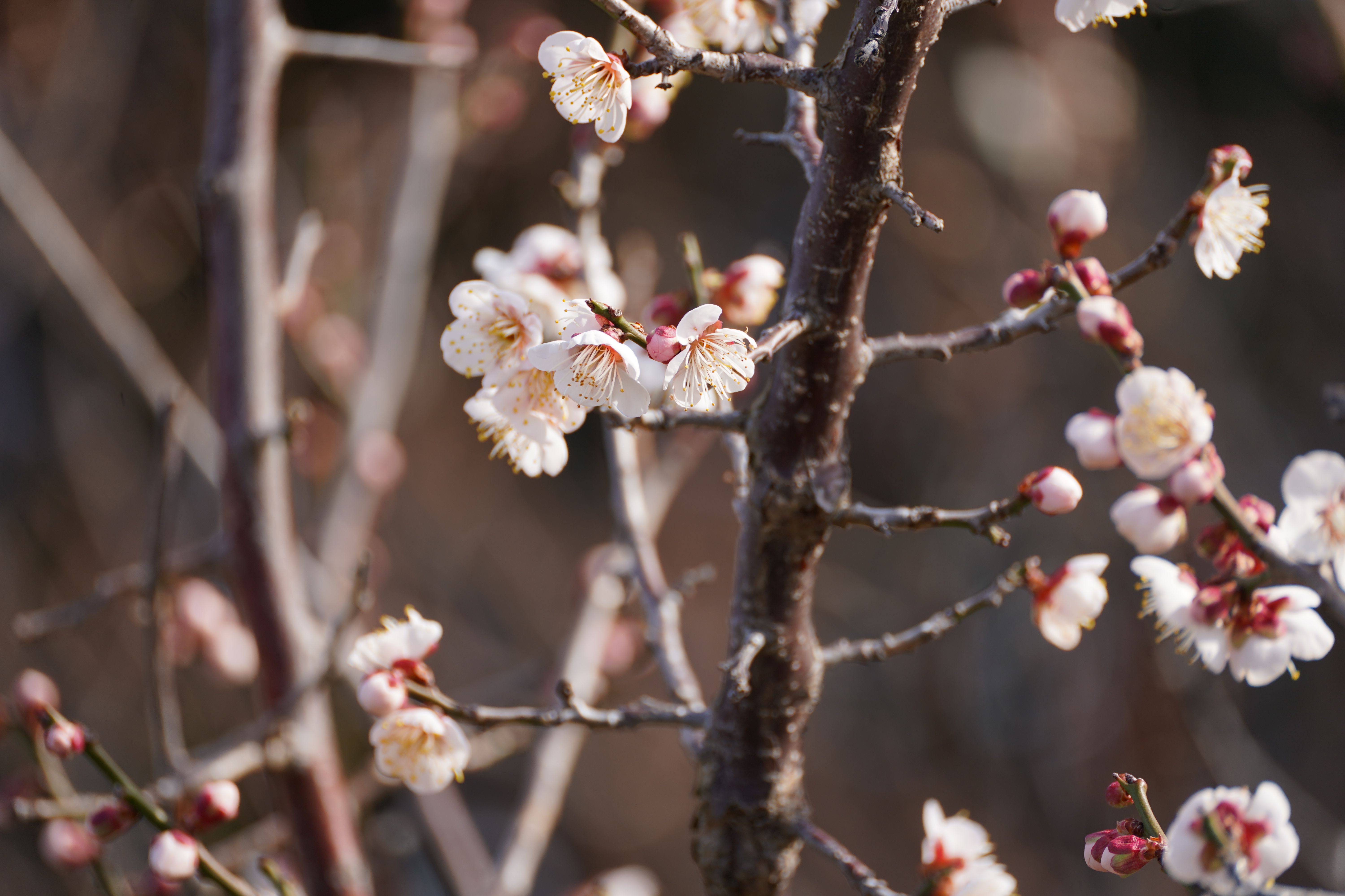 Flowers on Branches · Free Stock Photo