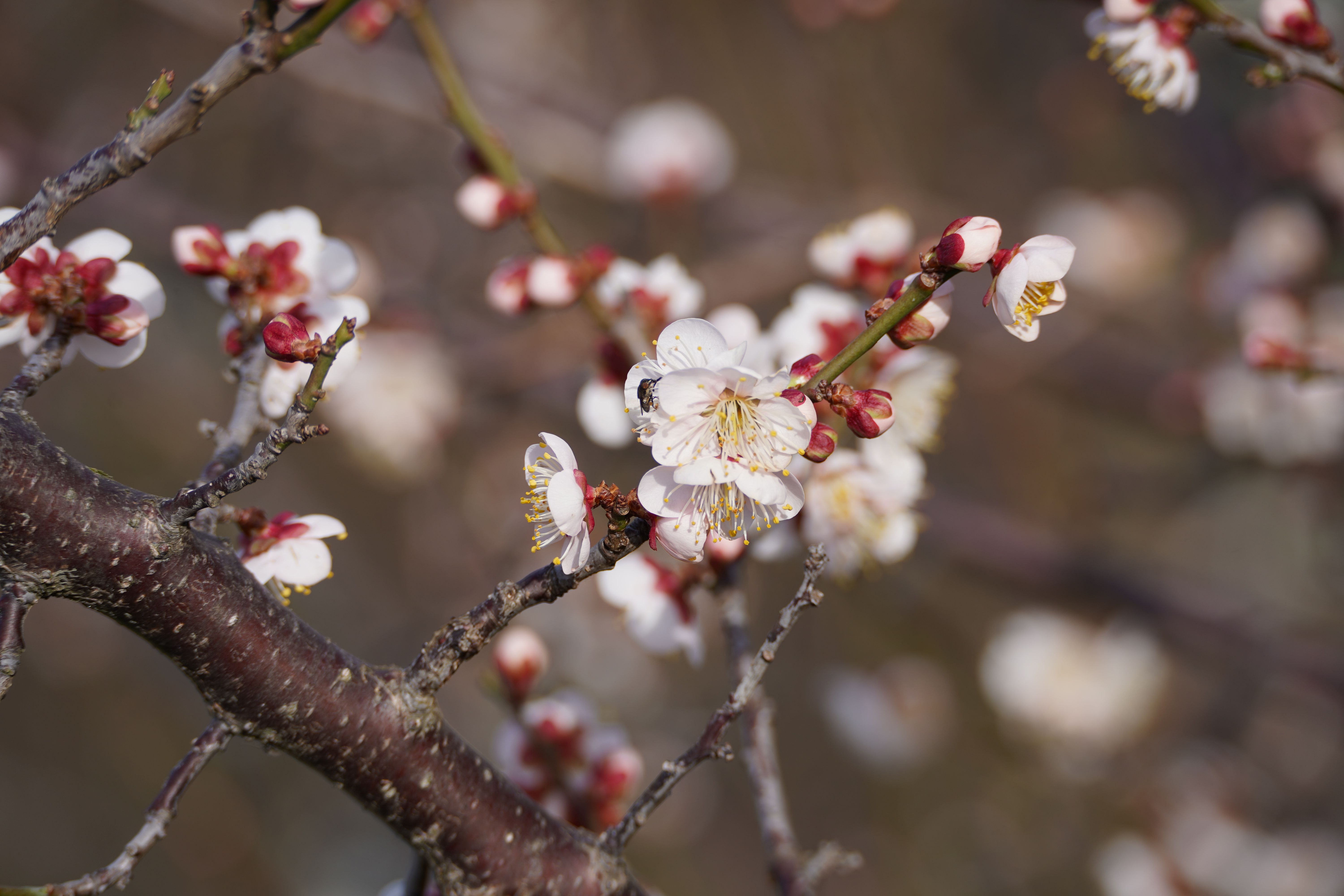 Flowers on Branches · Free Stock Photo