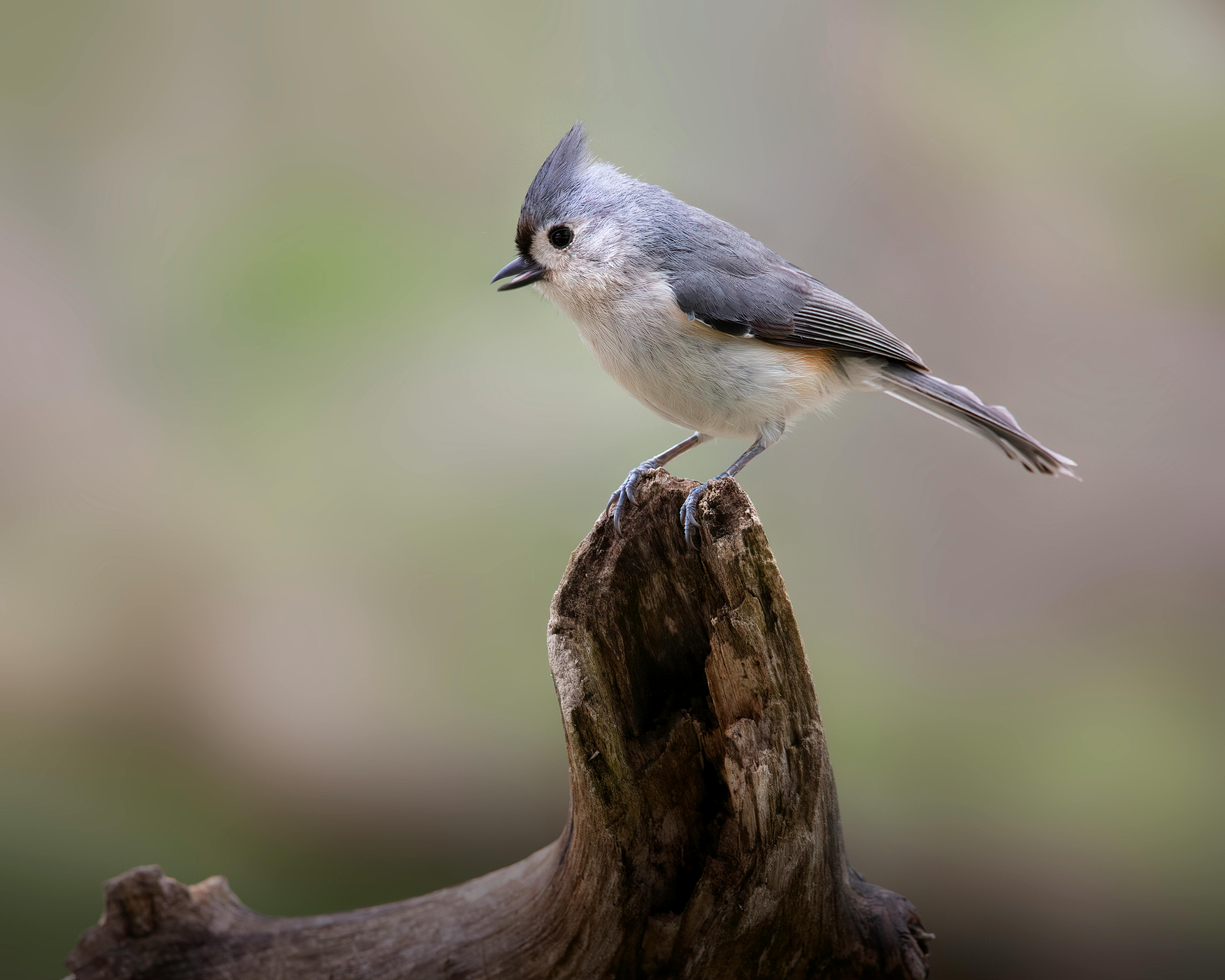 Grey Jay Photos, Download The BEST Free Grey Jay Stock Photos & HD Images