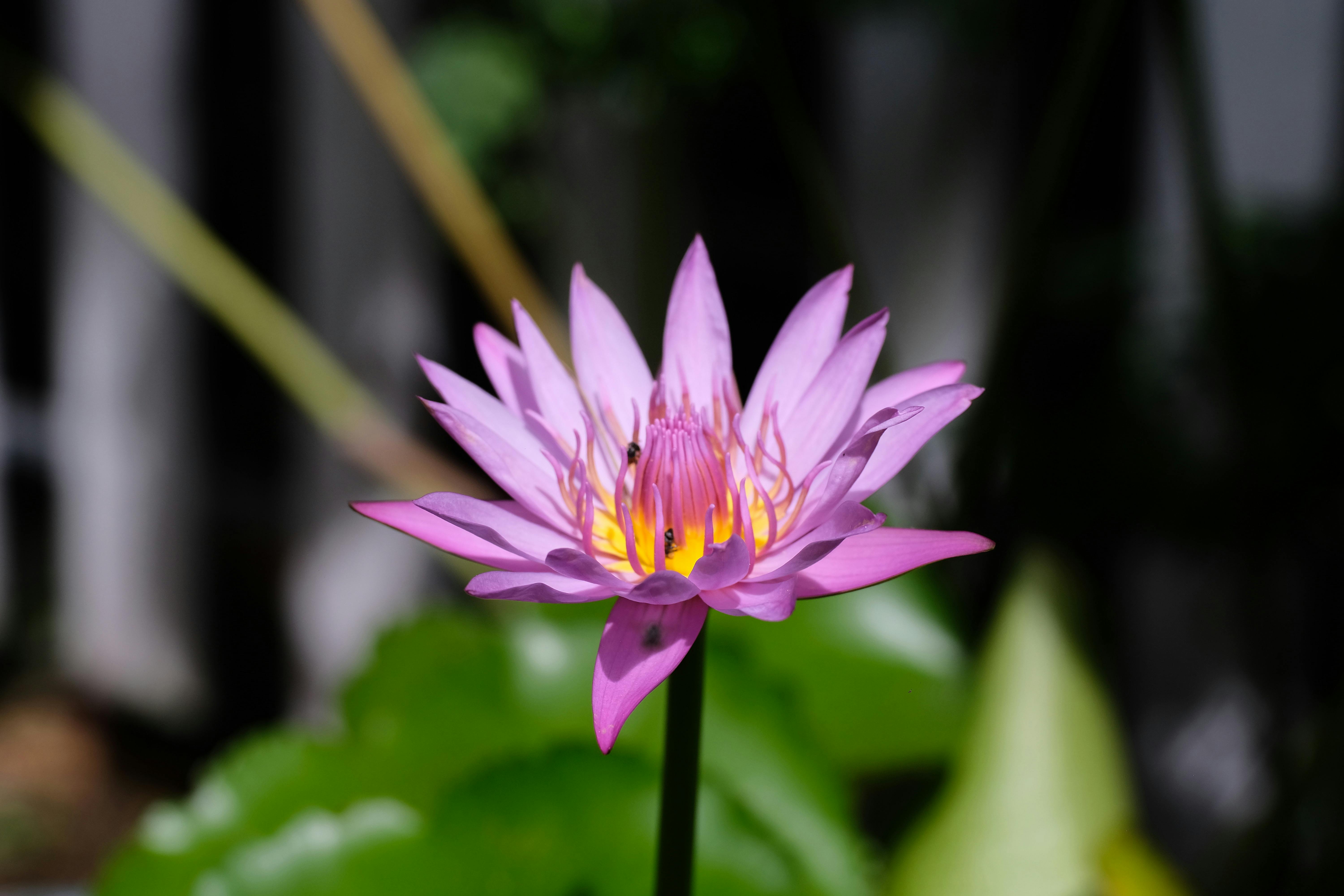 Close-up of a Pink Lotus · Free Stock Photo