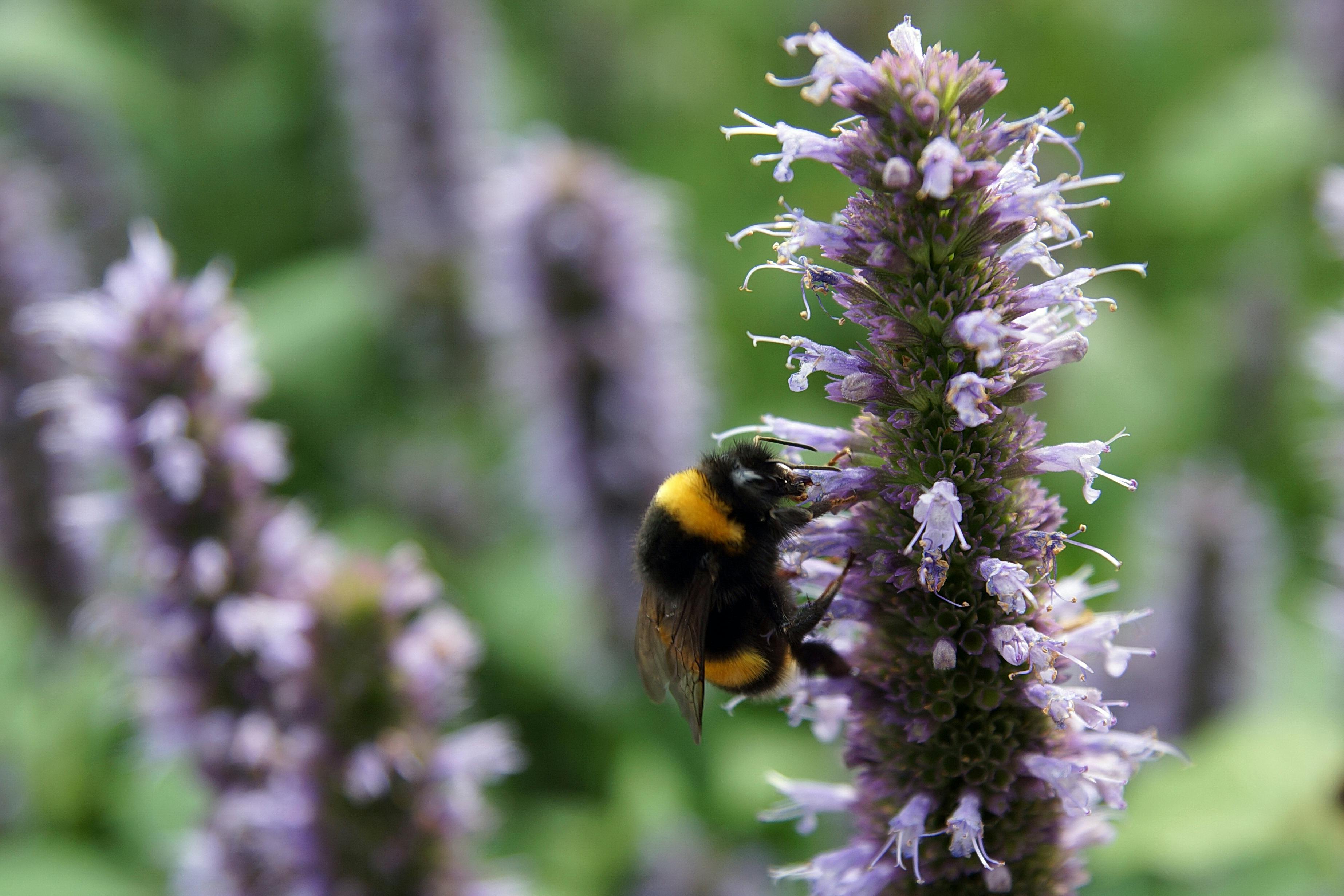 Insect Colony Photos, Download The BEST Free Insect Colony Stock Photos ...