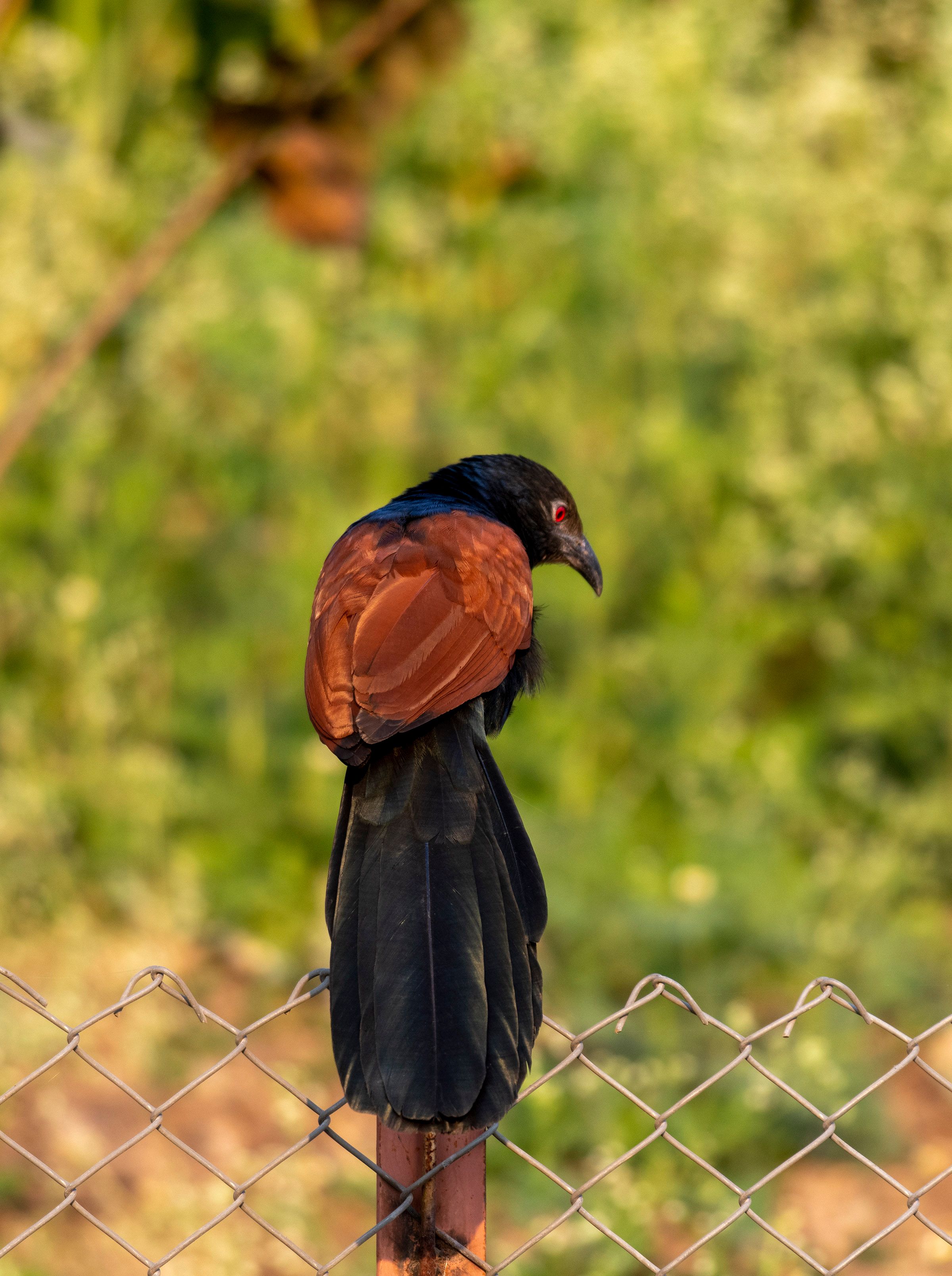Sitting Crow Photos, Download The BEST Free Sitting Crow Stock Photos ...