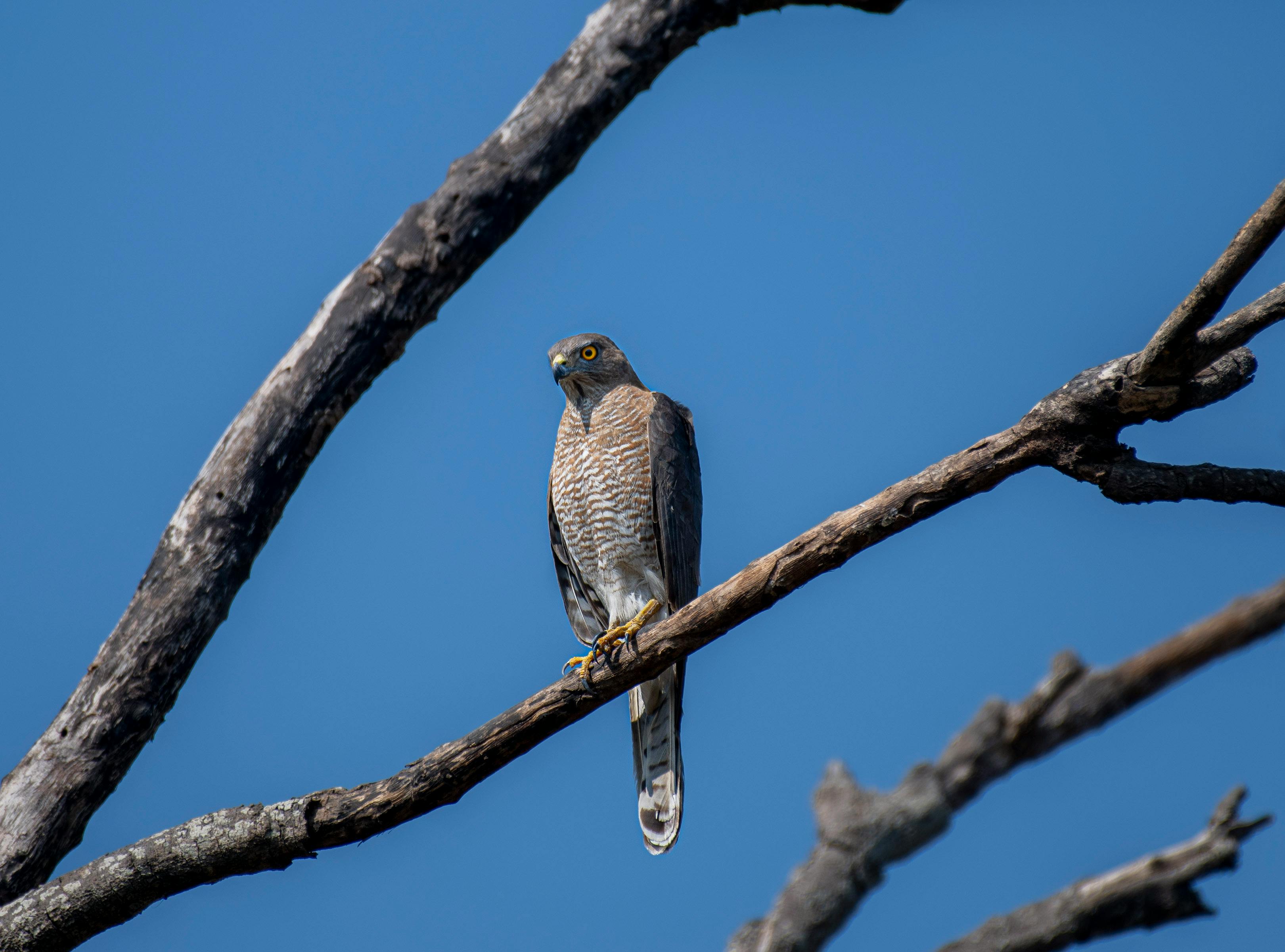 Close-up of an Hawk Perching on the Branch · Free Stock Photo