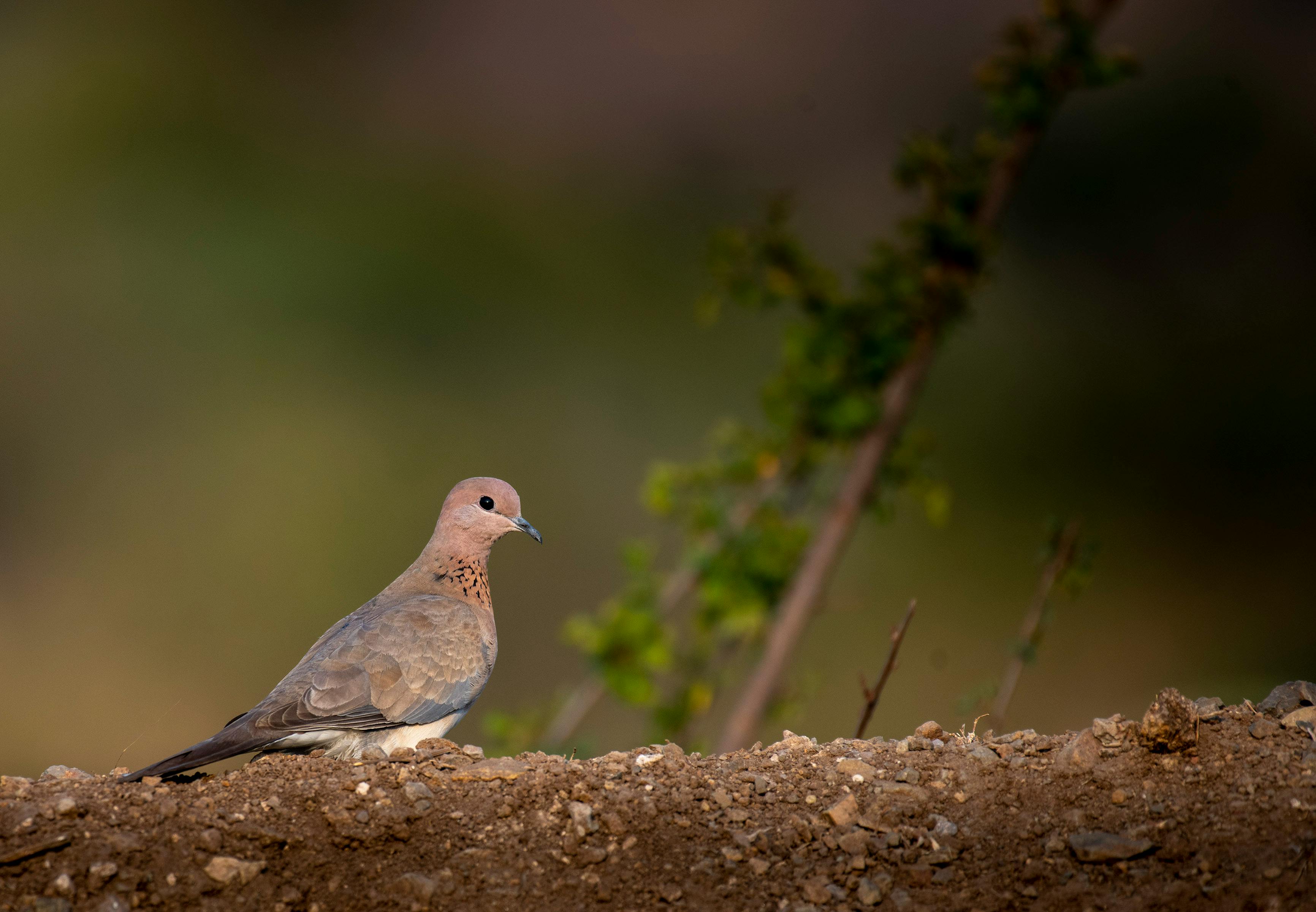 Dove Meat Photos, Download The BEST Free Dove Meat Stock Photos & HD Images