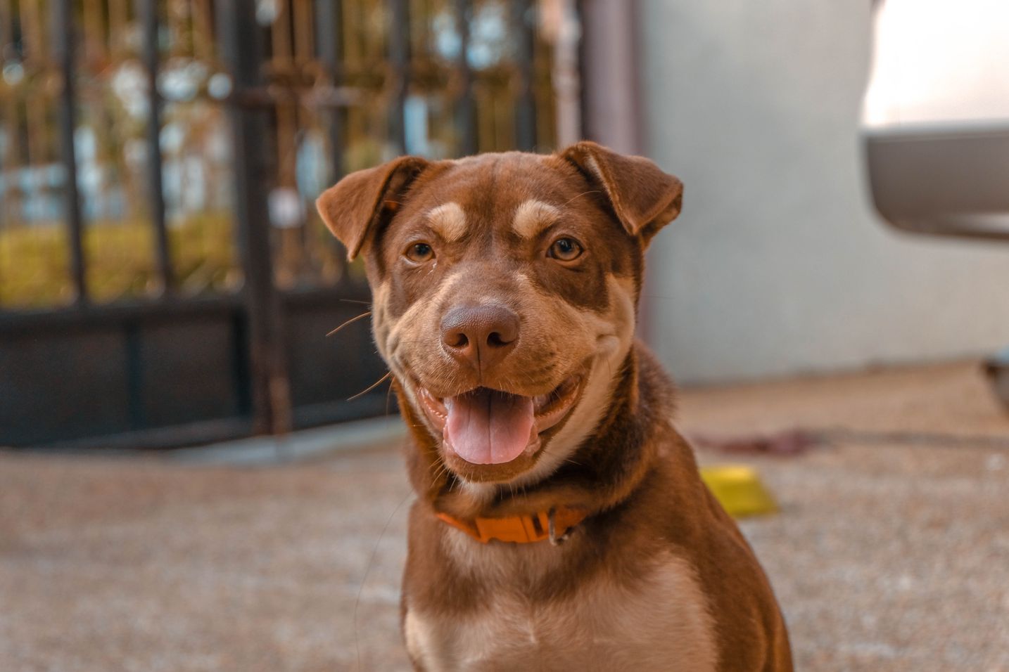 Dogs Native American: Past, Present, and Their Journey