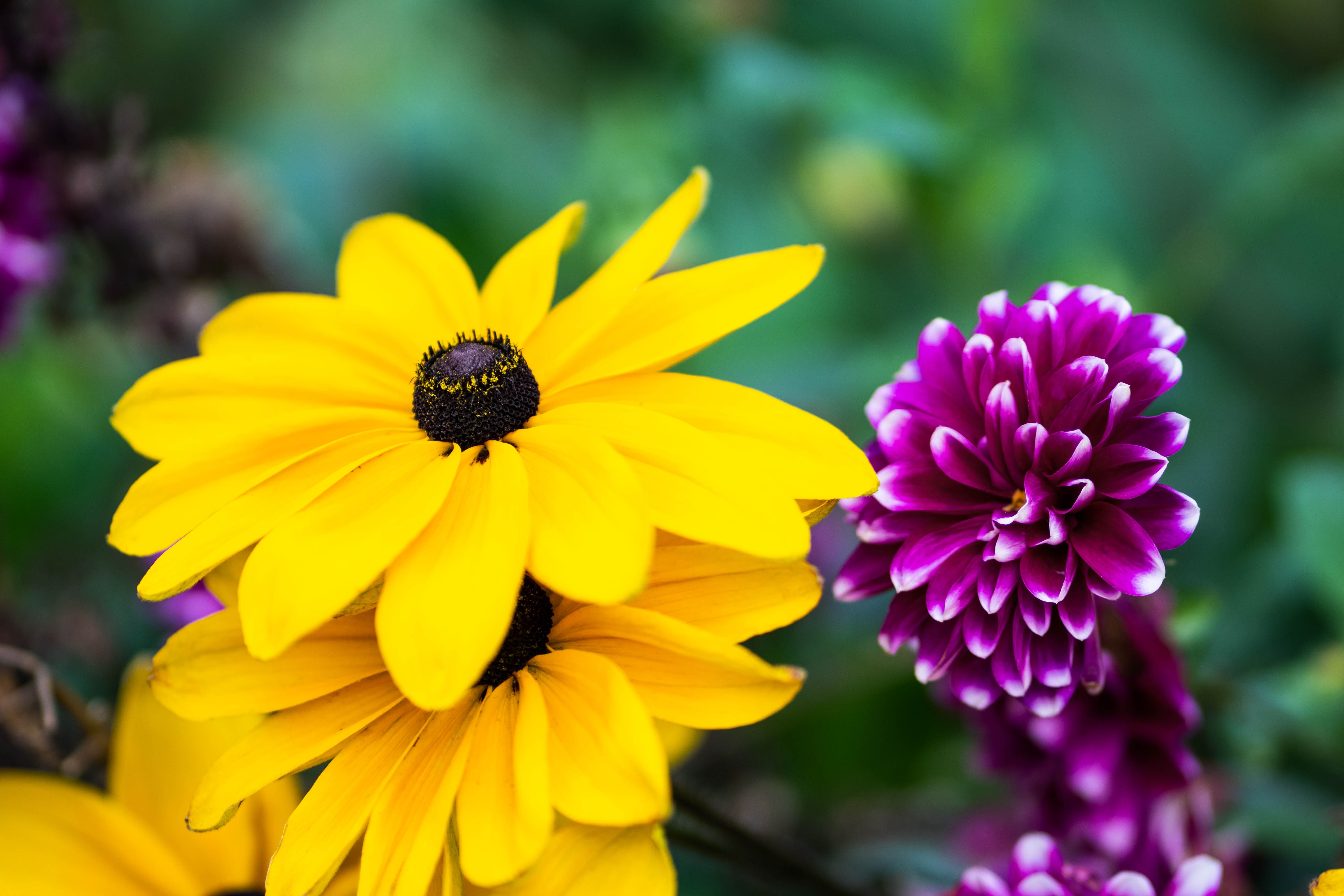 Flowers Wallpaper Photos, Download The BEST Free Flowers Wallpaper ...