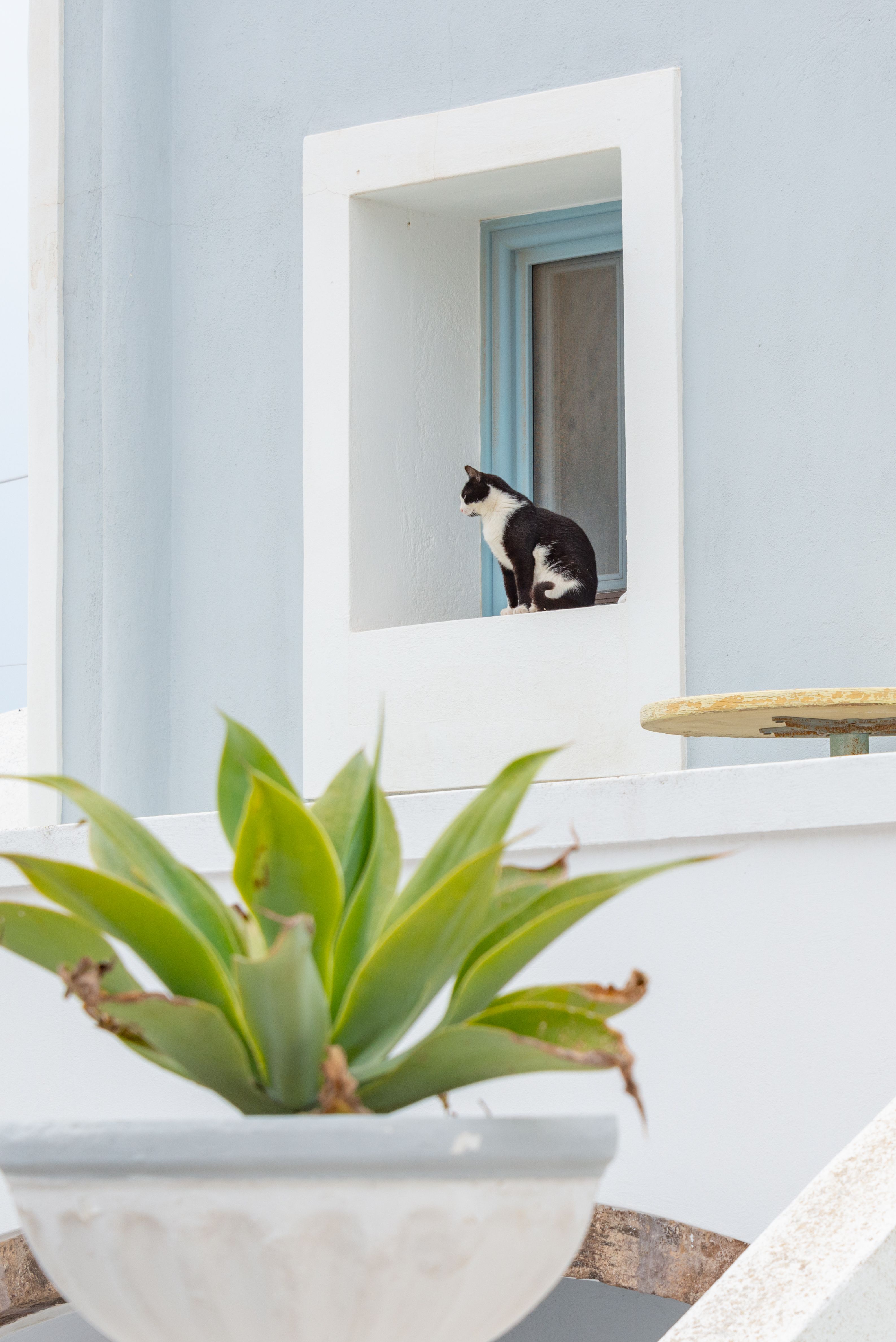 Cat Sitting on a Window Ledge · Free Stock Photo