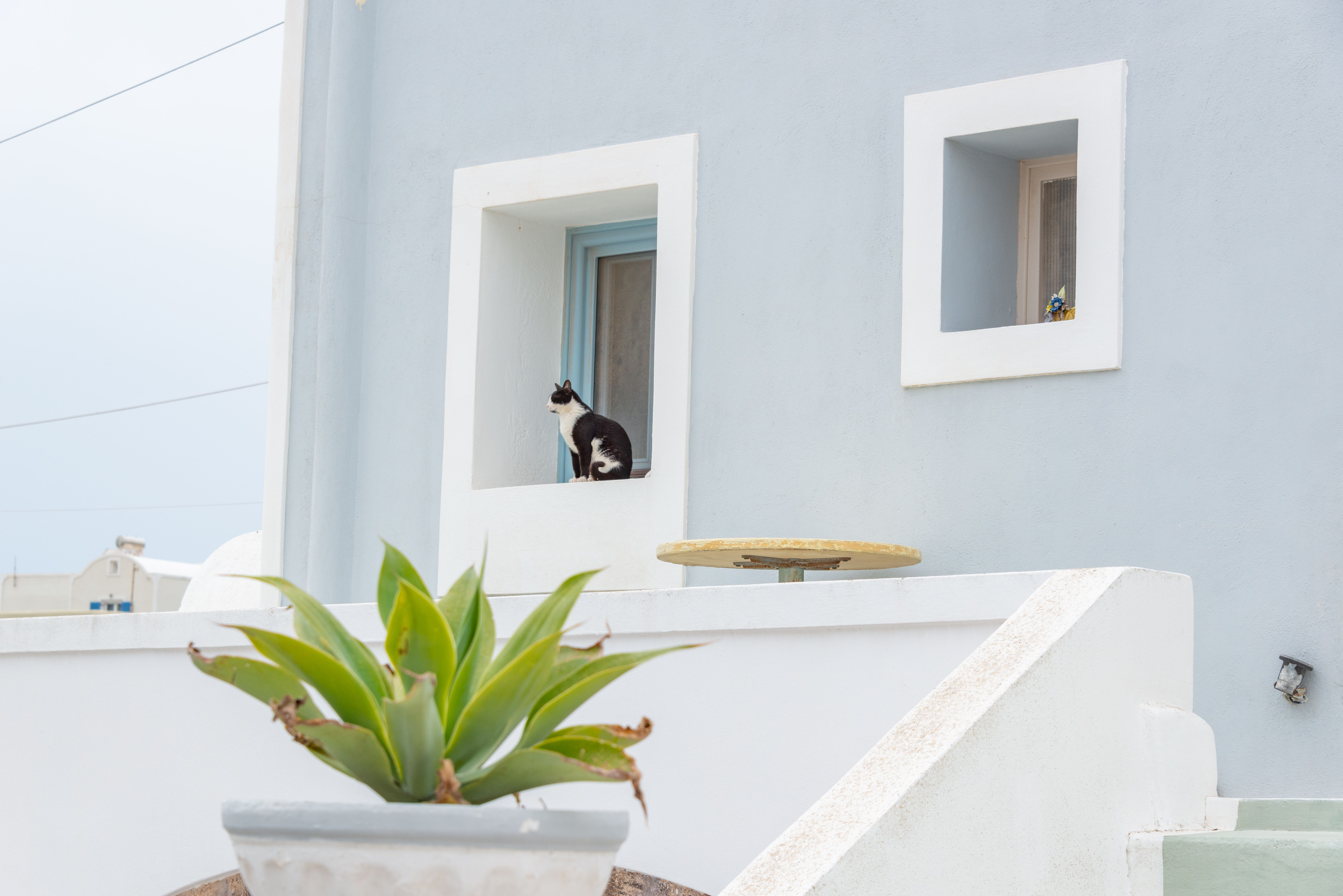 Cat Sitting on the Window Ledge · Free Stock Photo