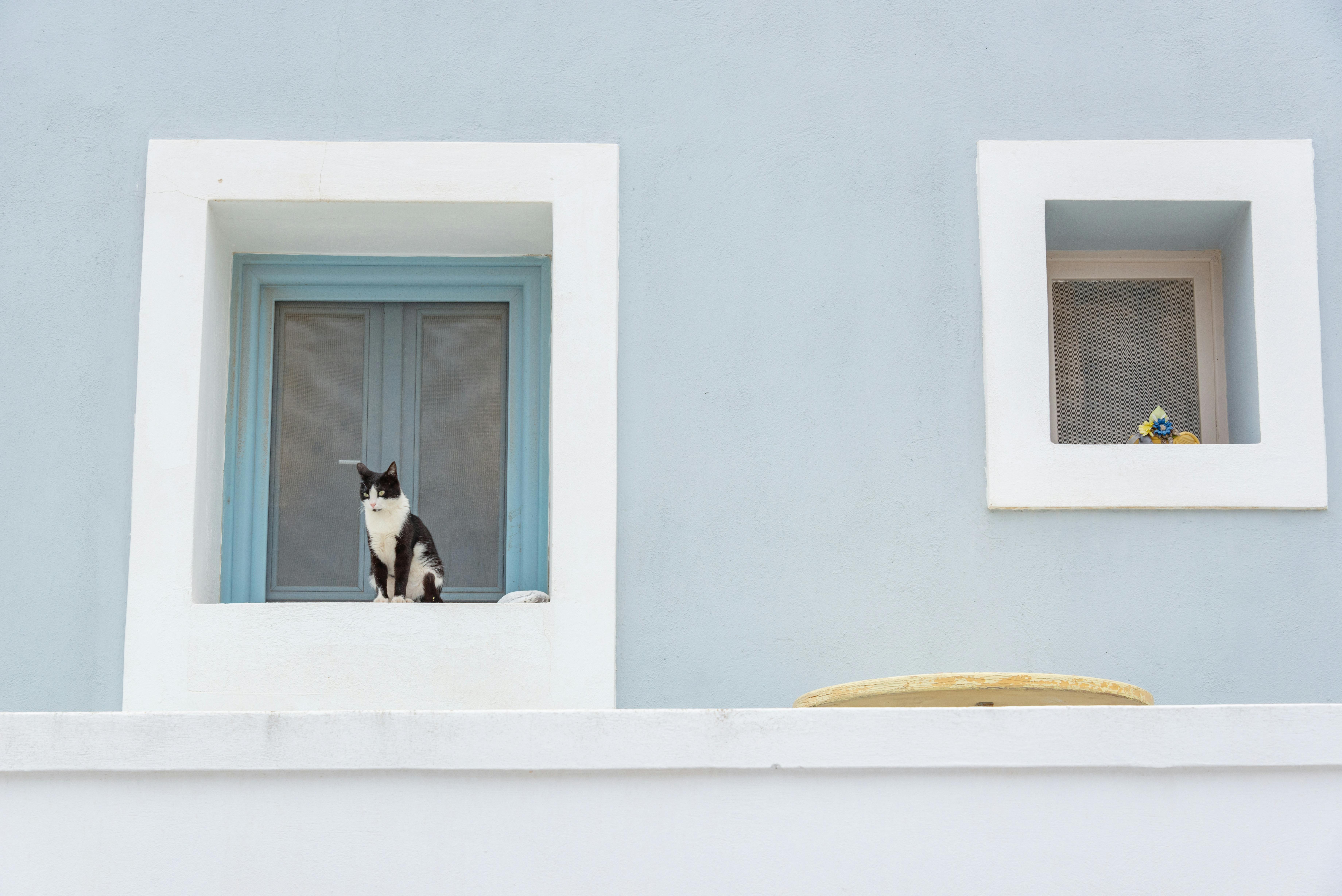 Cat on Window · Free Stock Photo
