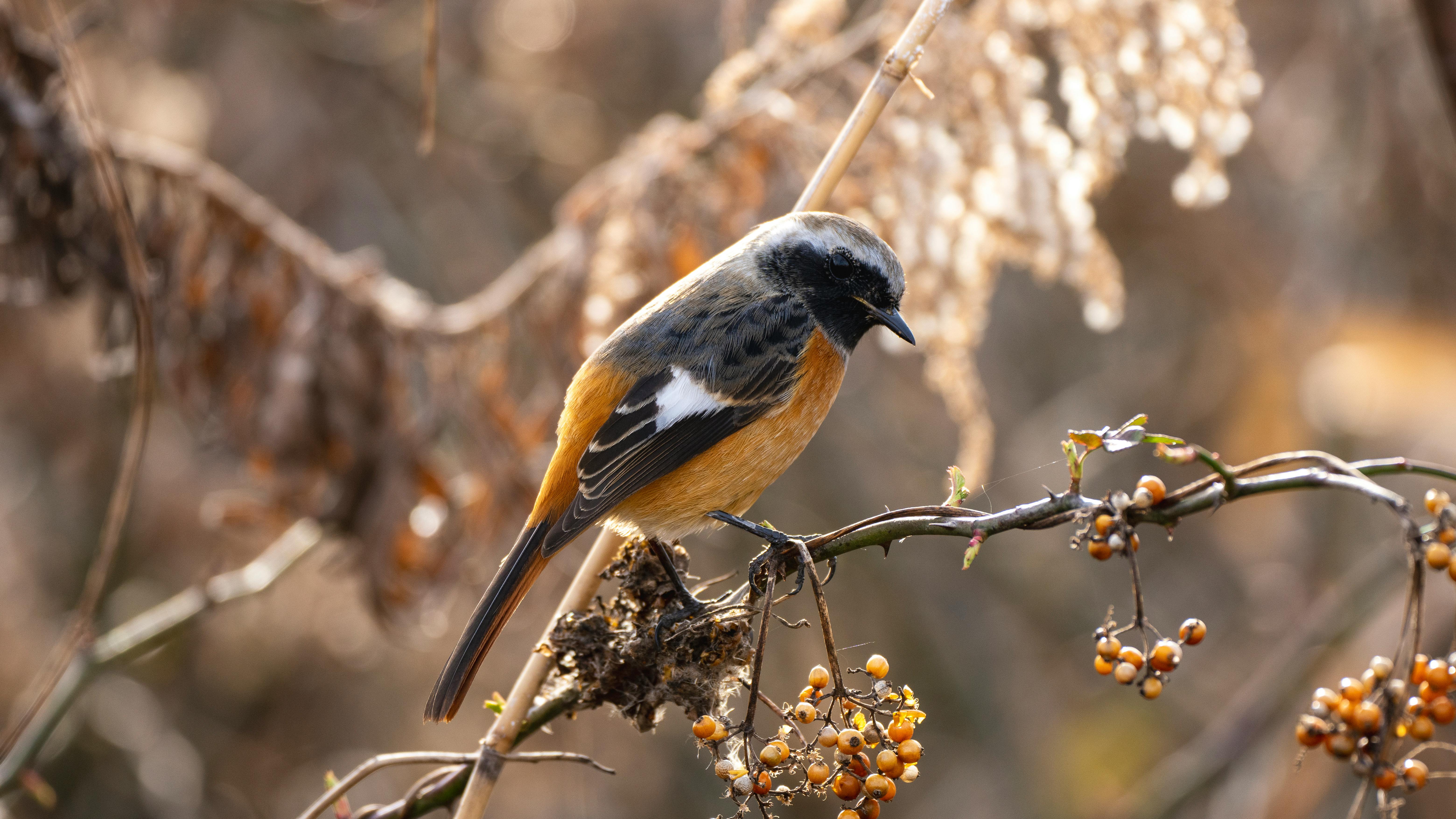 Bird Sitting on Tree · Free Stock Photo