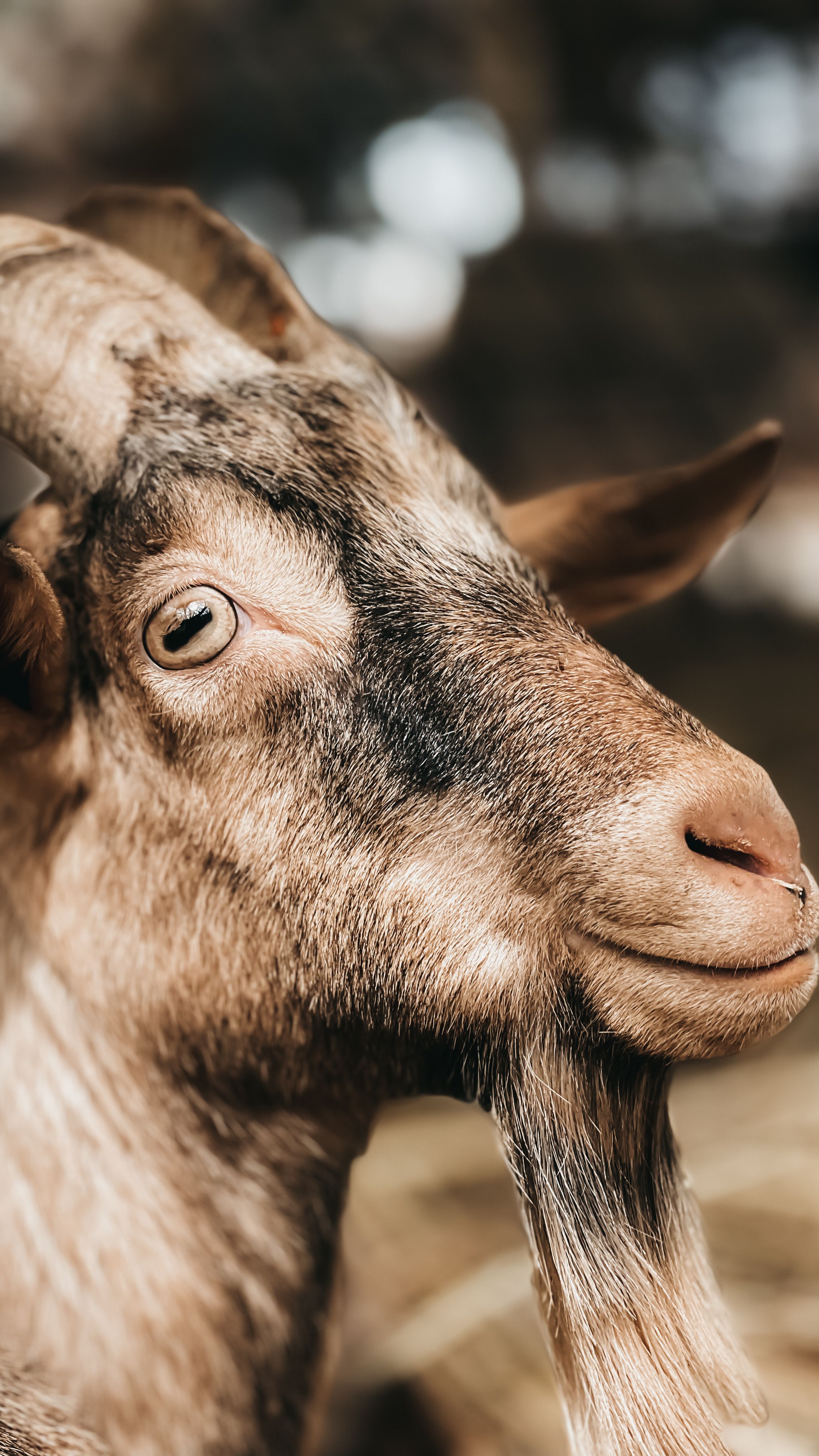 Close Up of Buck · Free Stock Photo