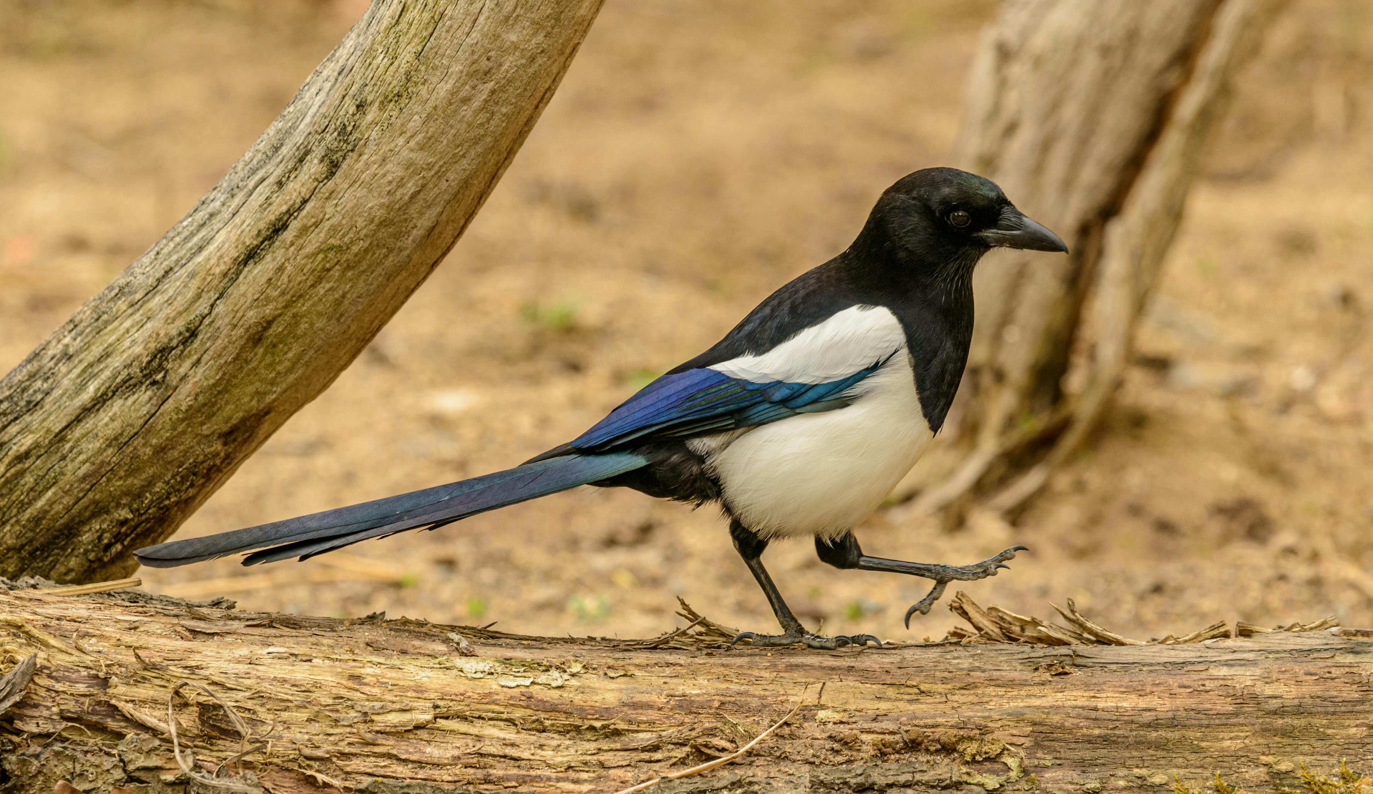 Common Magpie Walking on Tee Log · Free Stock Photo