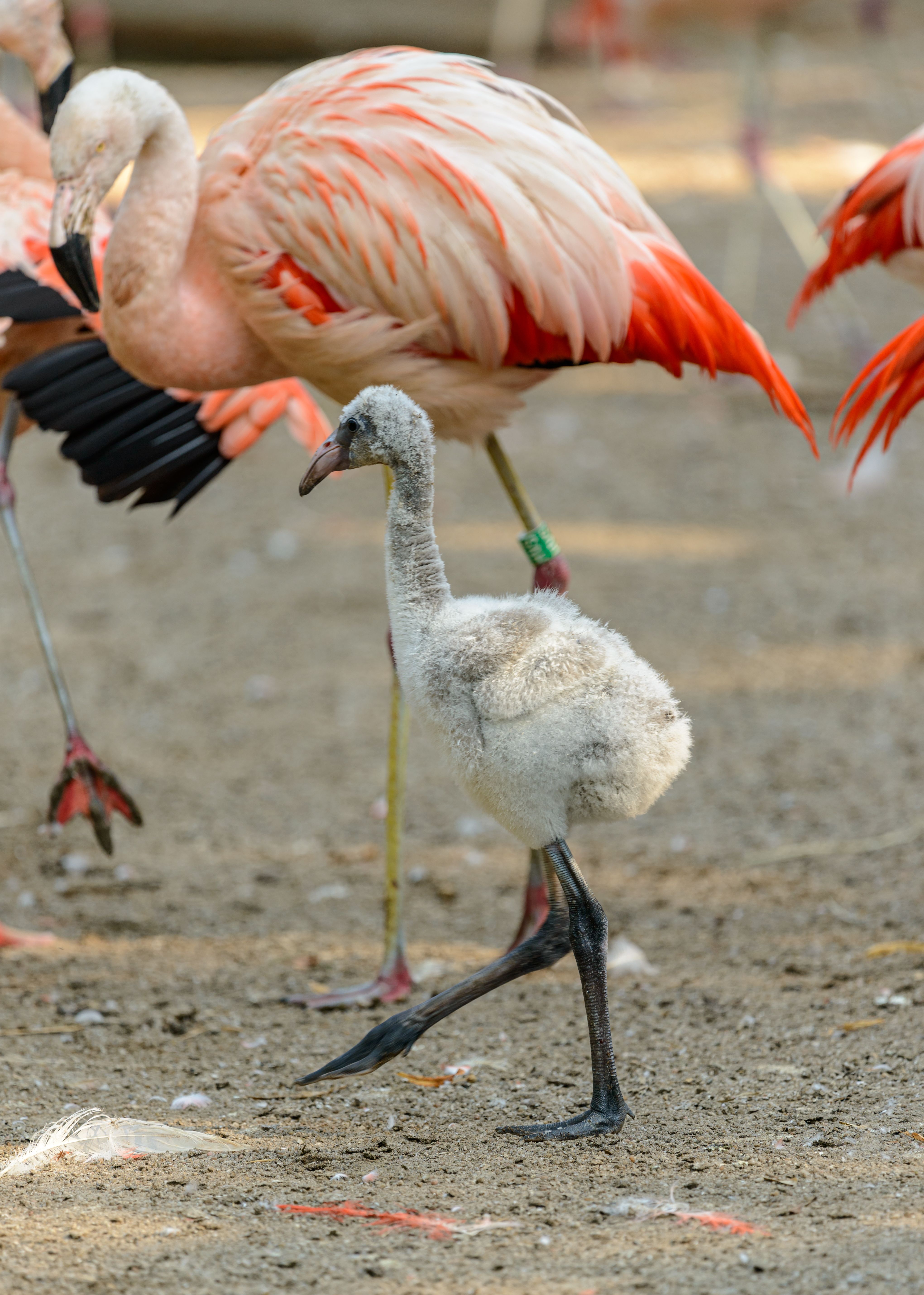 Flamingos with Flaminglet · Free Stock Photo