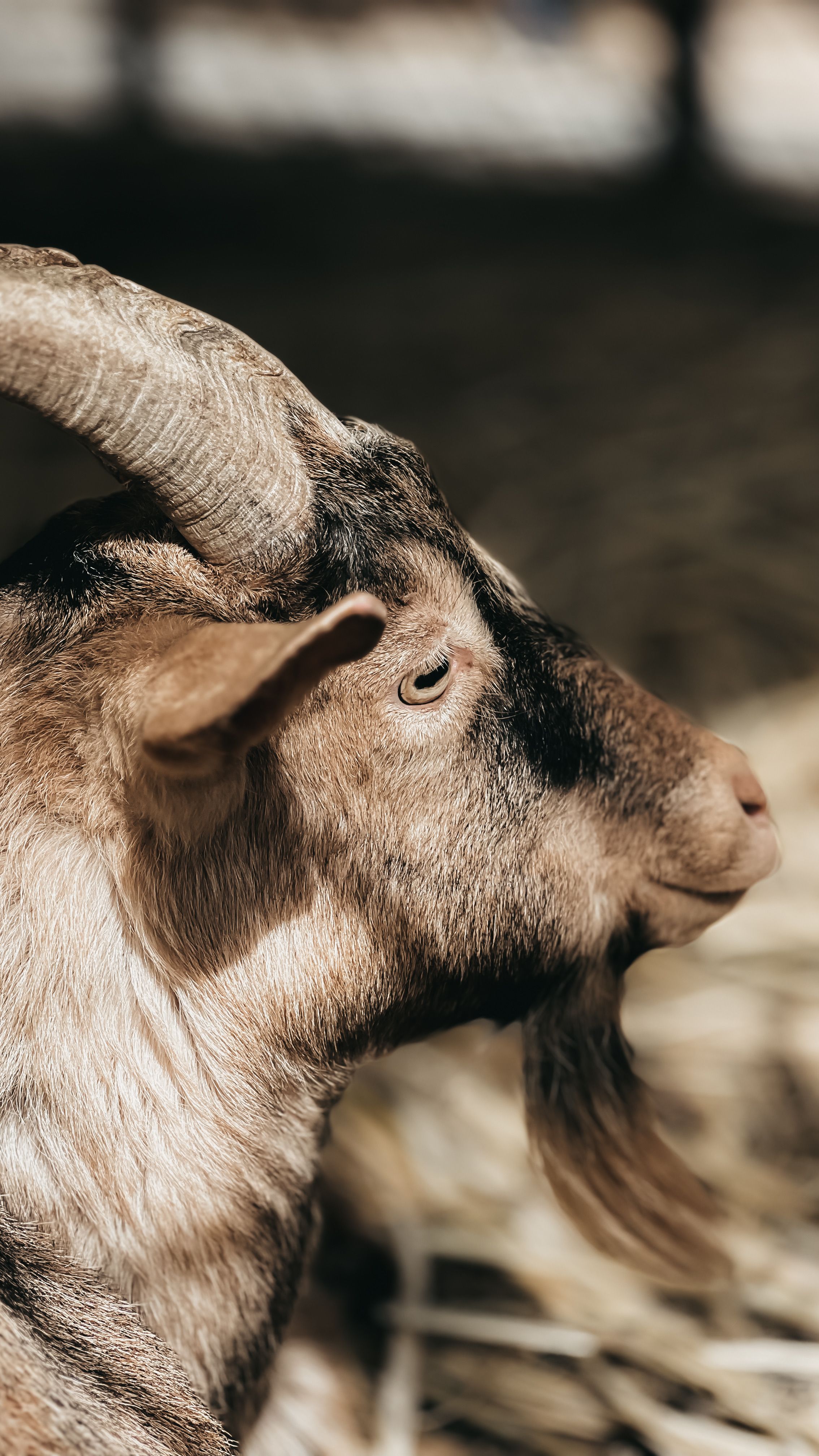 Buck Goat Photos, Download The BEST Free Buck Goat Stock Photos & HD Images