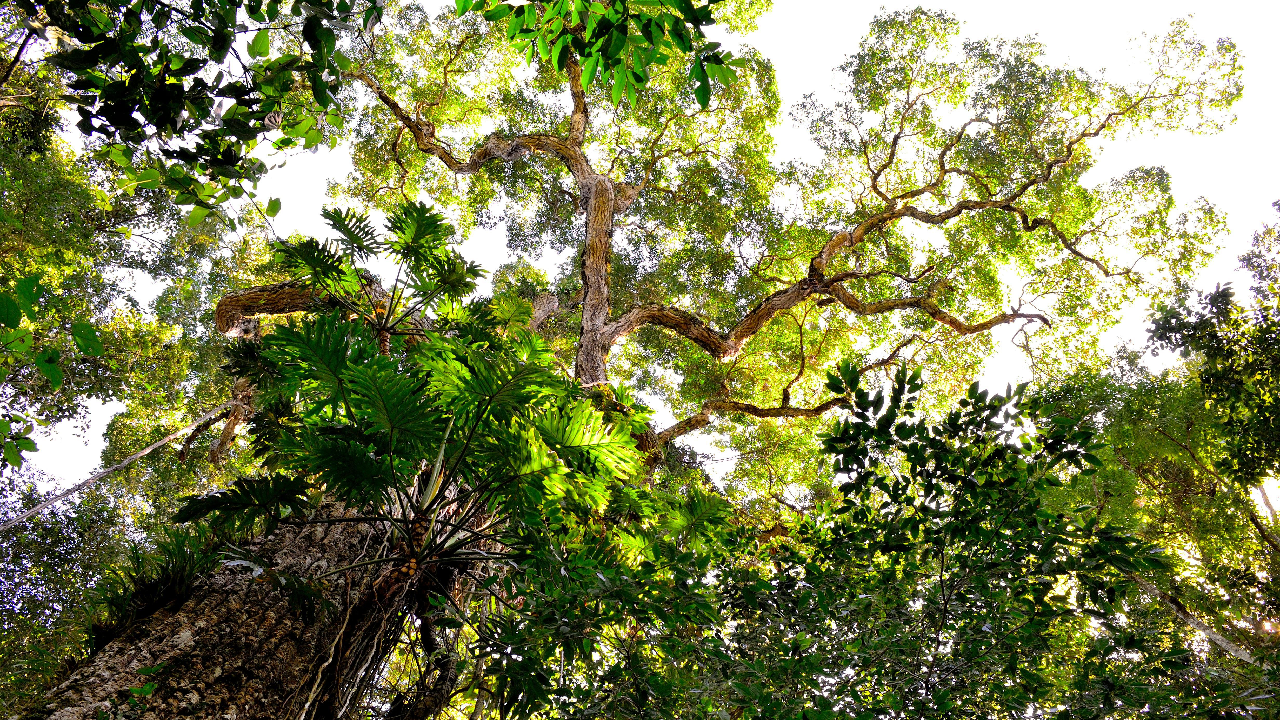 Low Angle Photography of Tall Tree during Daytime · Free Stock Photo