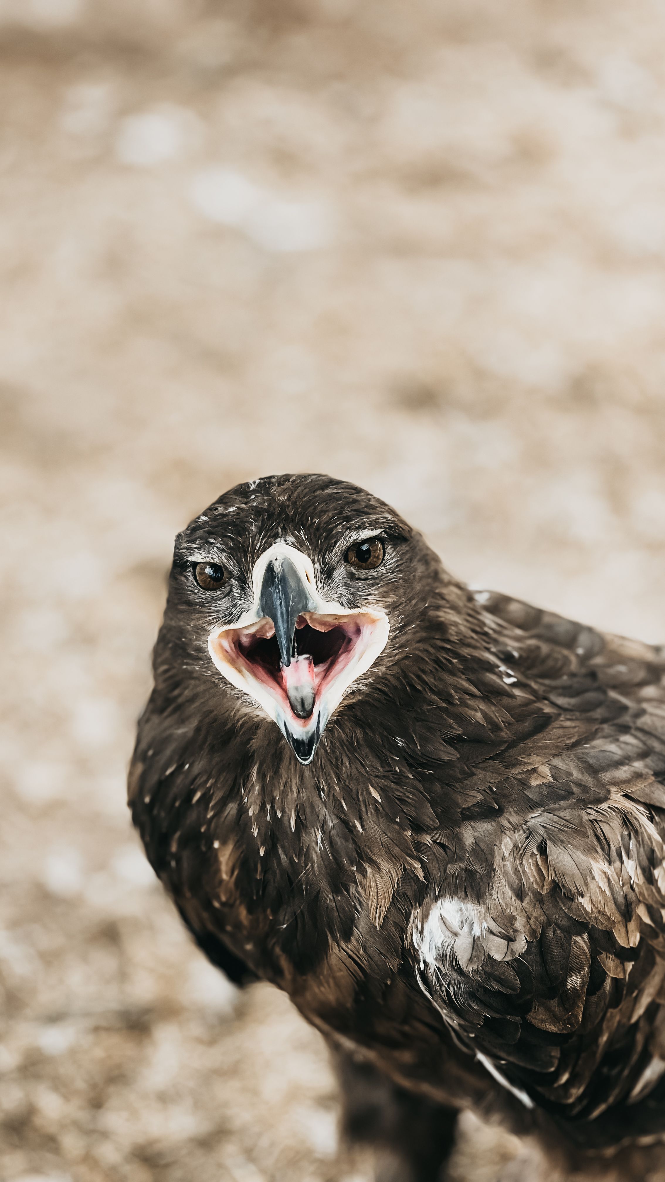 Iraqi Republican Eagle Photos, Download The BEST Free Iraqi Republican ...