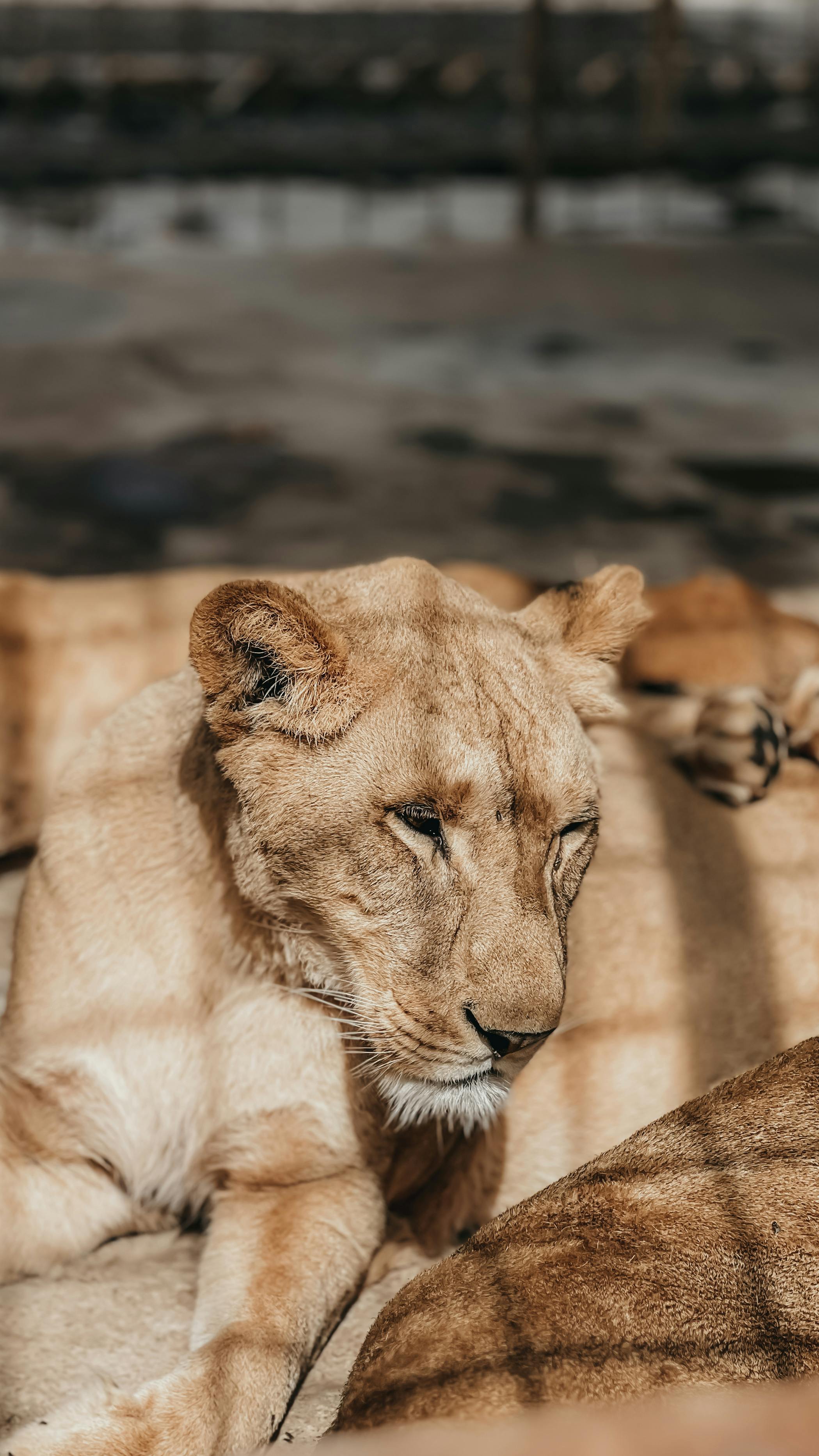 Lioness Lying on Brown Tree Trunk · Free Stock Photo