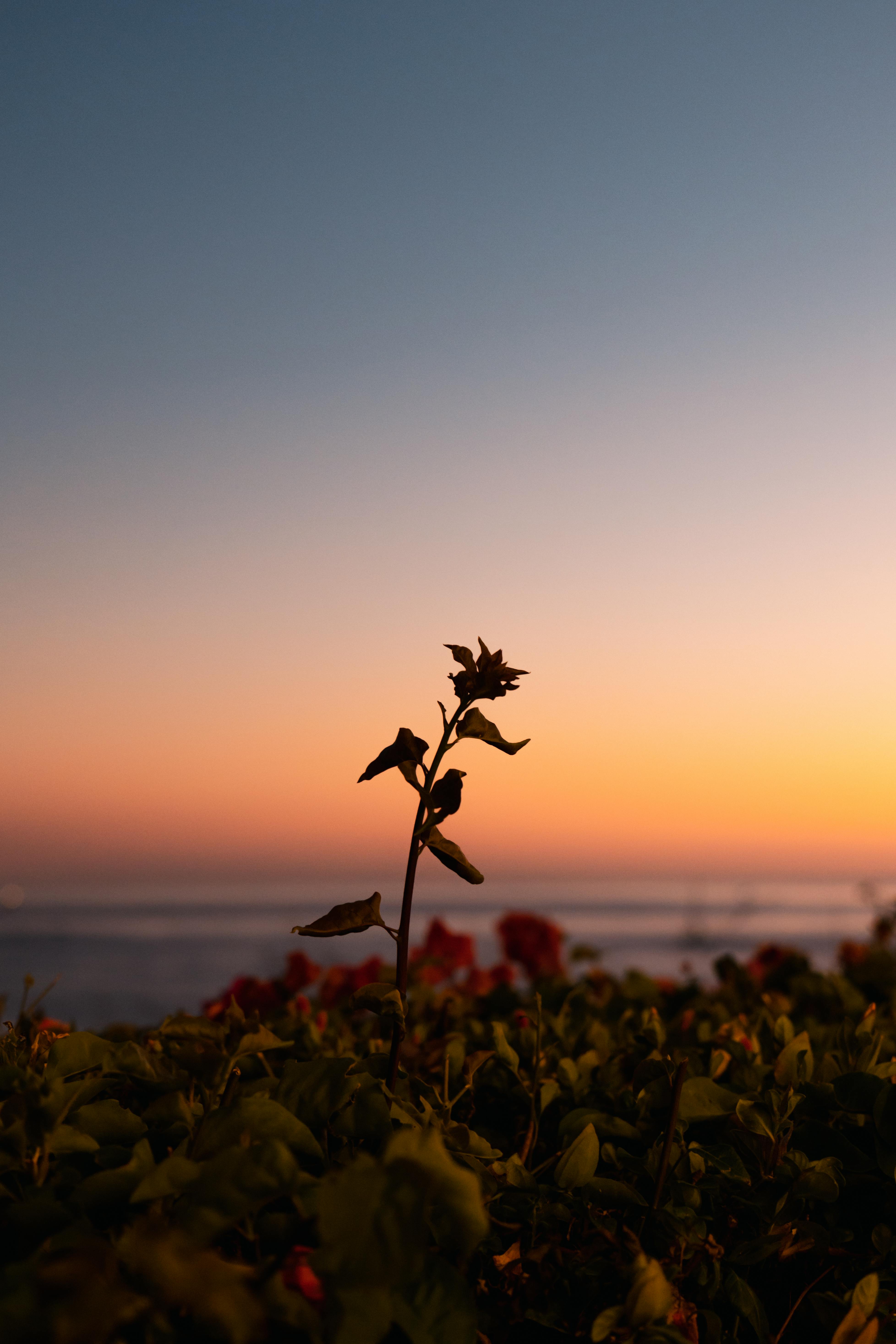 Silhouette of lone flower in front of fiery sunset · Free Stock Photo