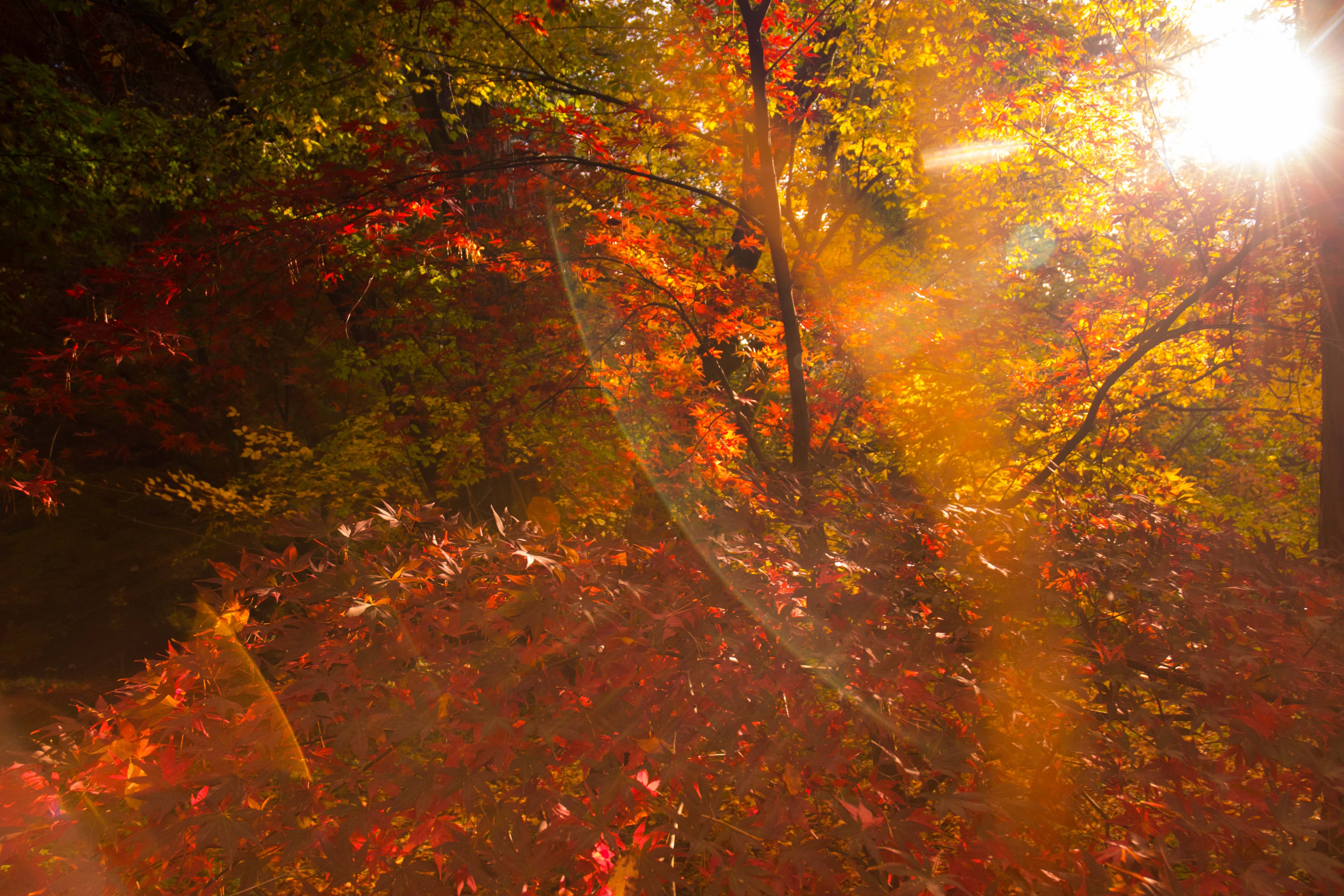 free-stock-photo-of-colours-sun-light