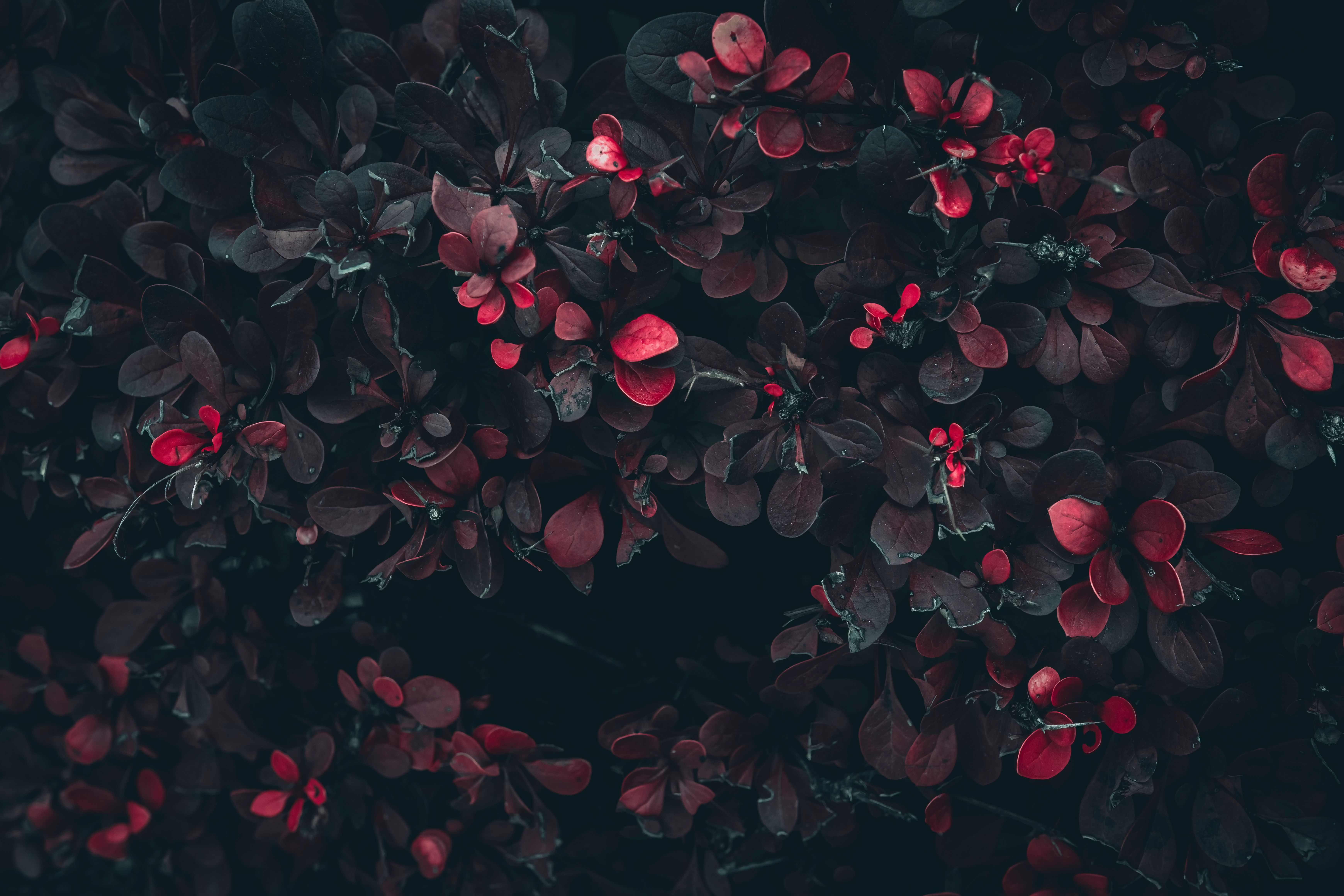 Moody Purple Leaves with Dew Drops · Free Stock Photo