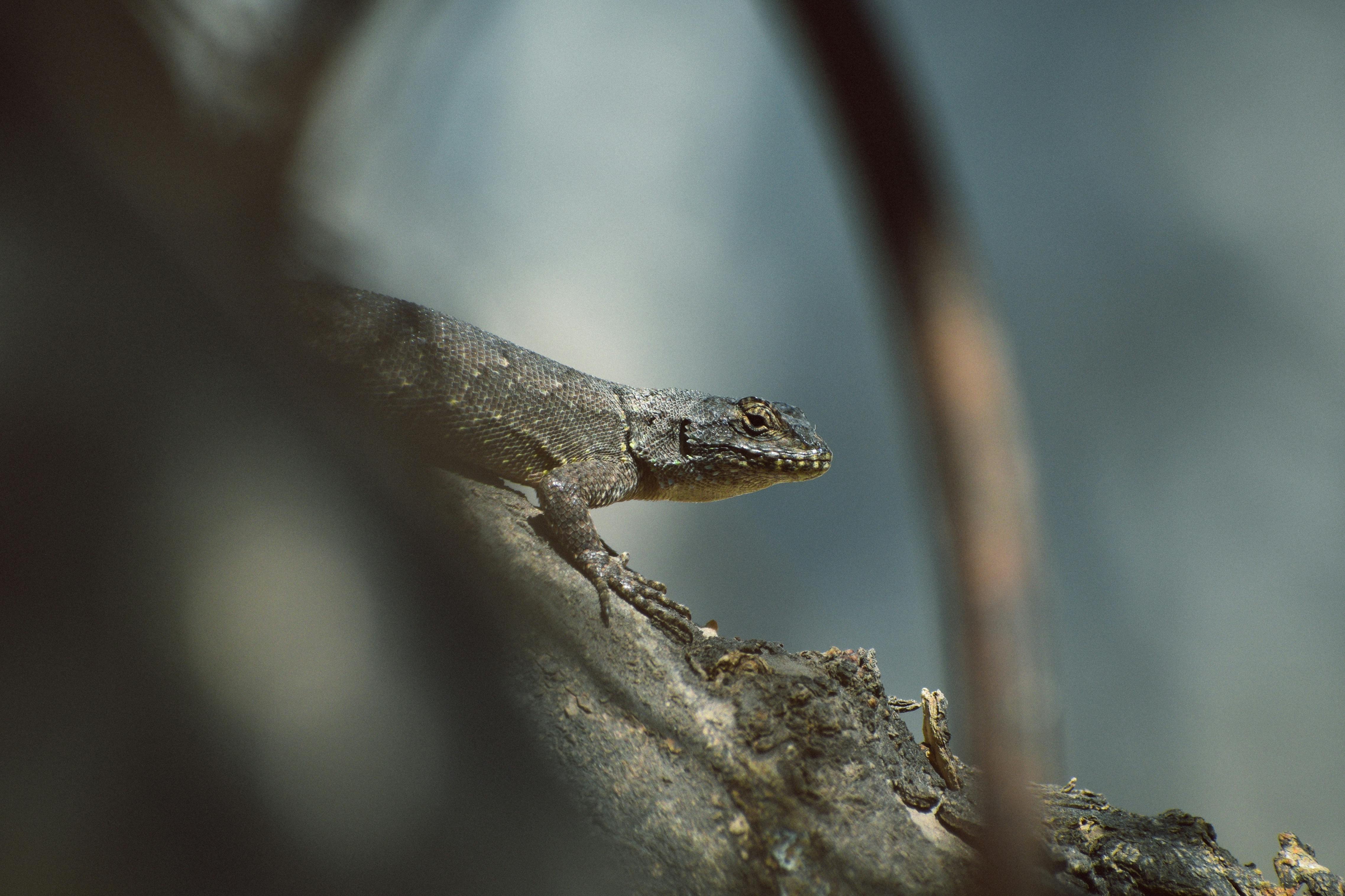 Brown Lizard on Green Leaves of a Plant · Free Stock Photo