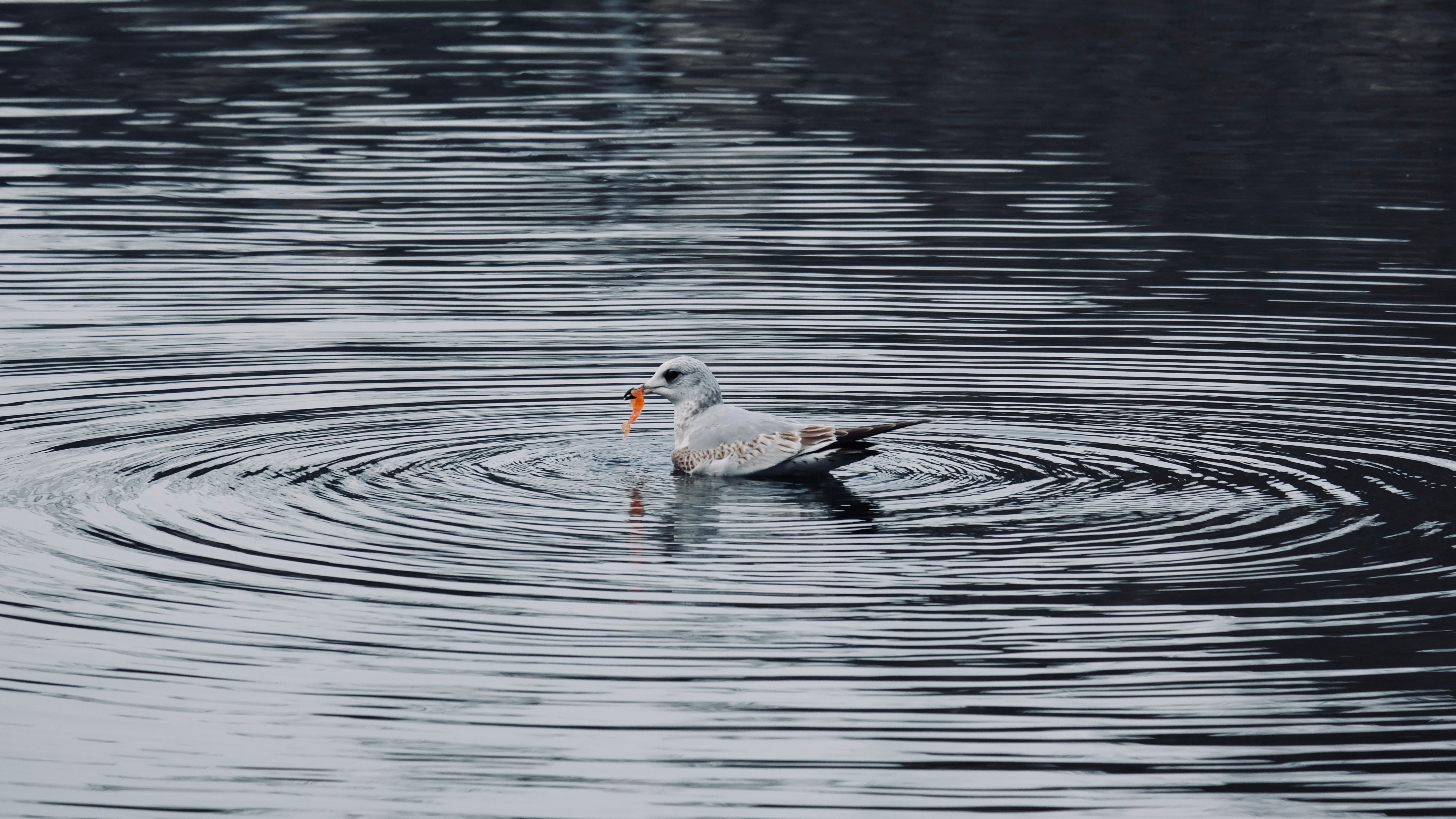 Swimming Bird Holding a Fish · Free Stock Photo