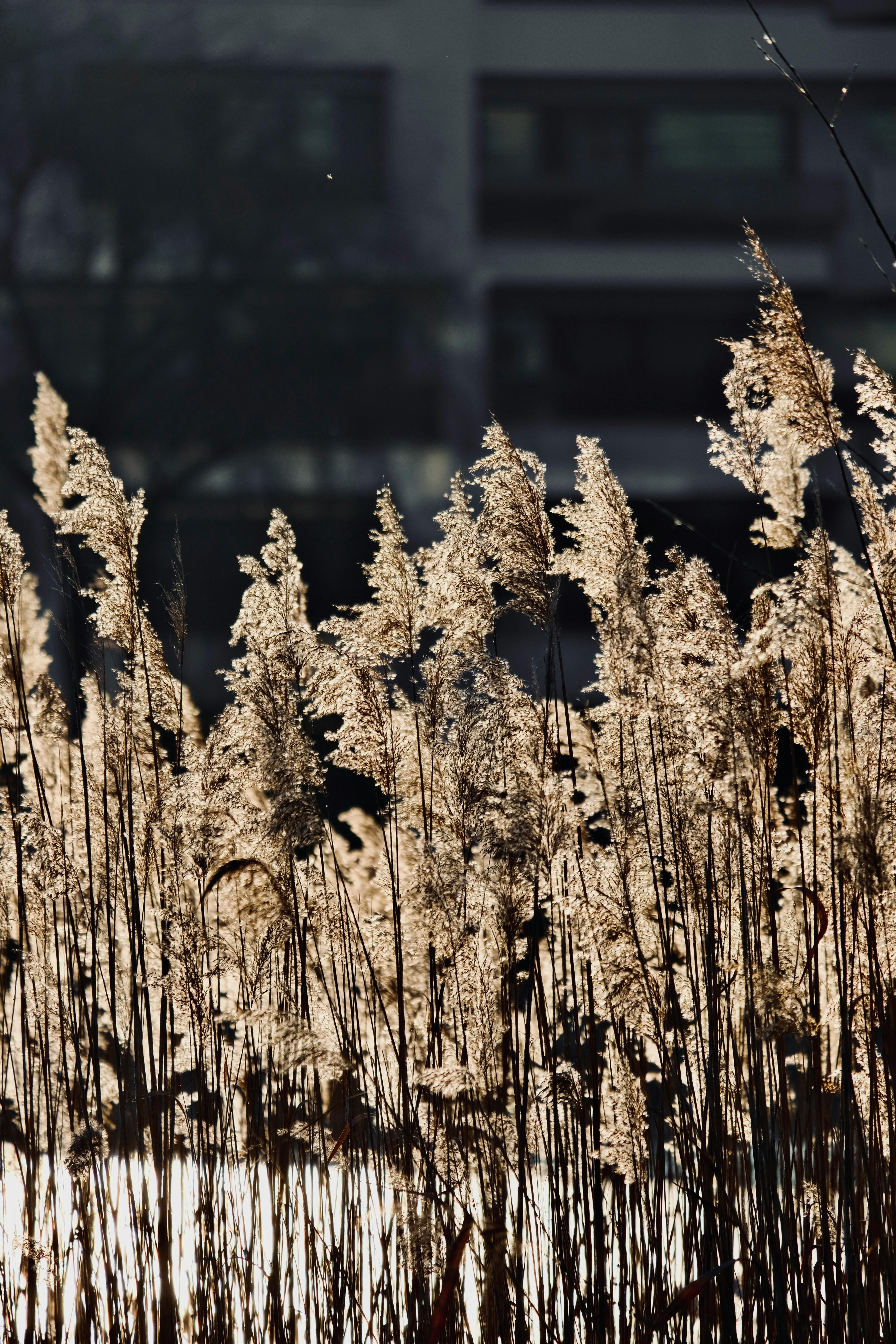 Reed Growing Outdoors on Sunset · Free Stock Photo