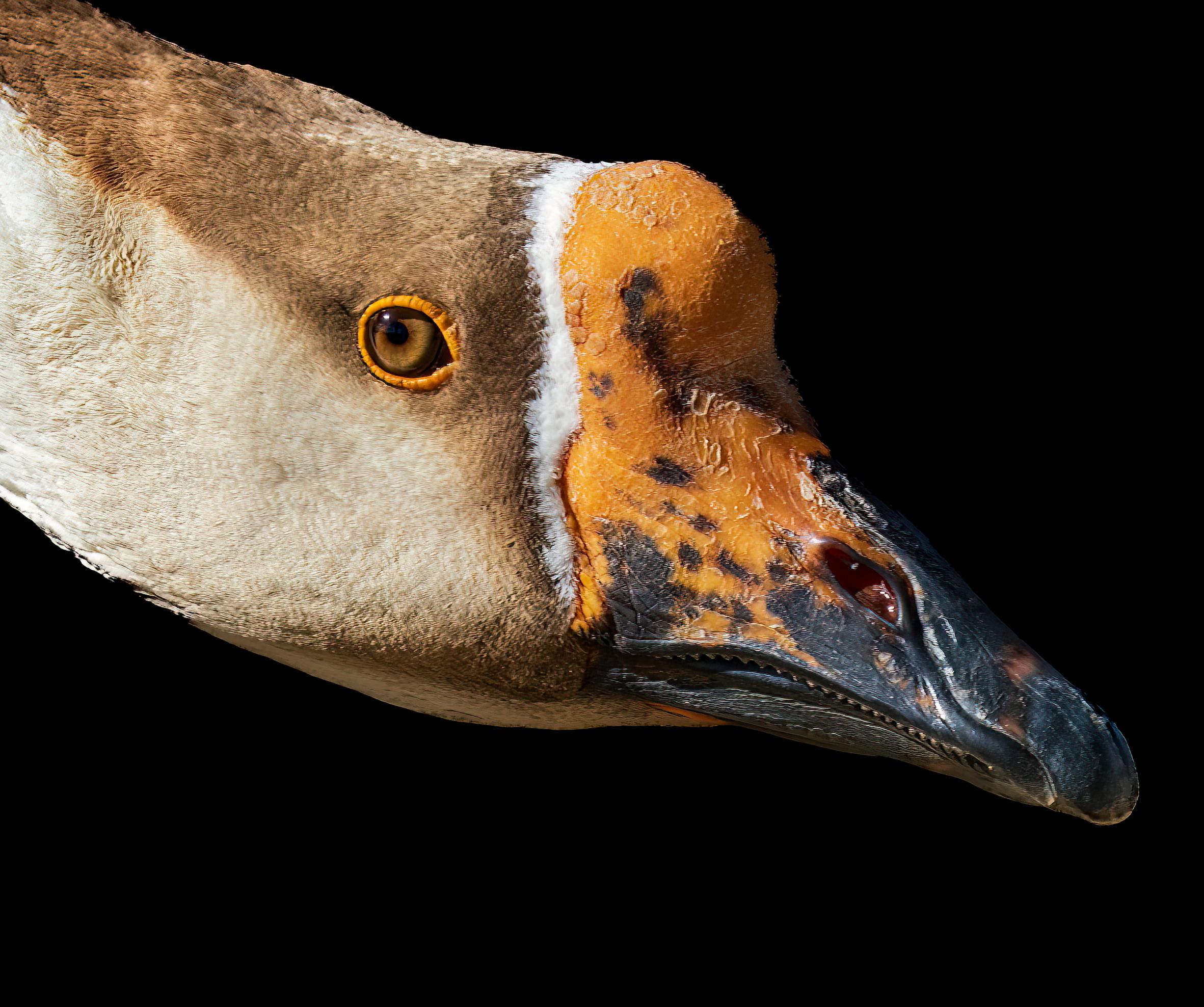 Close-up of a Goose Head · Free Stock Photo