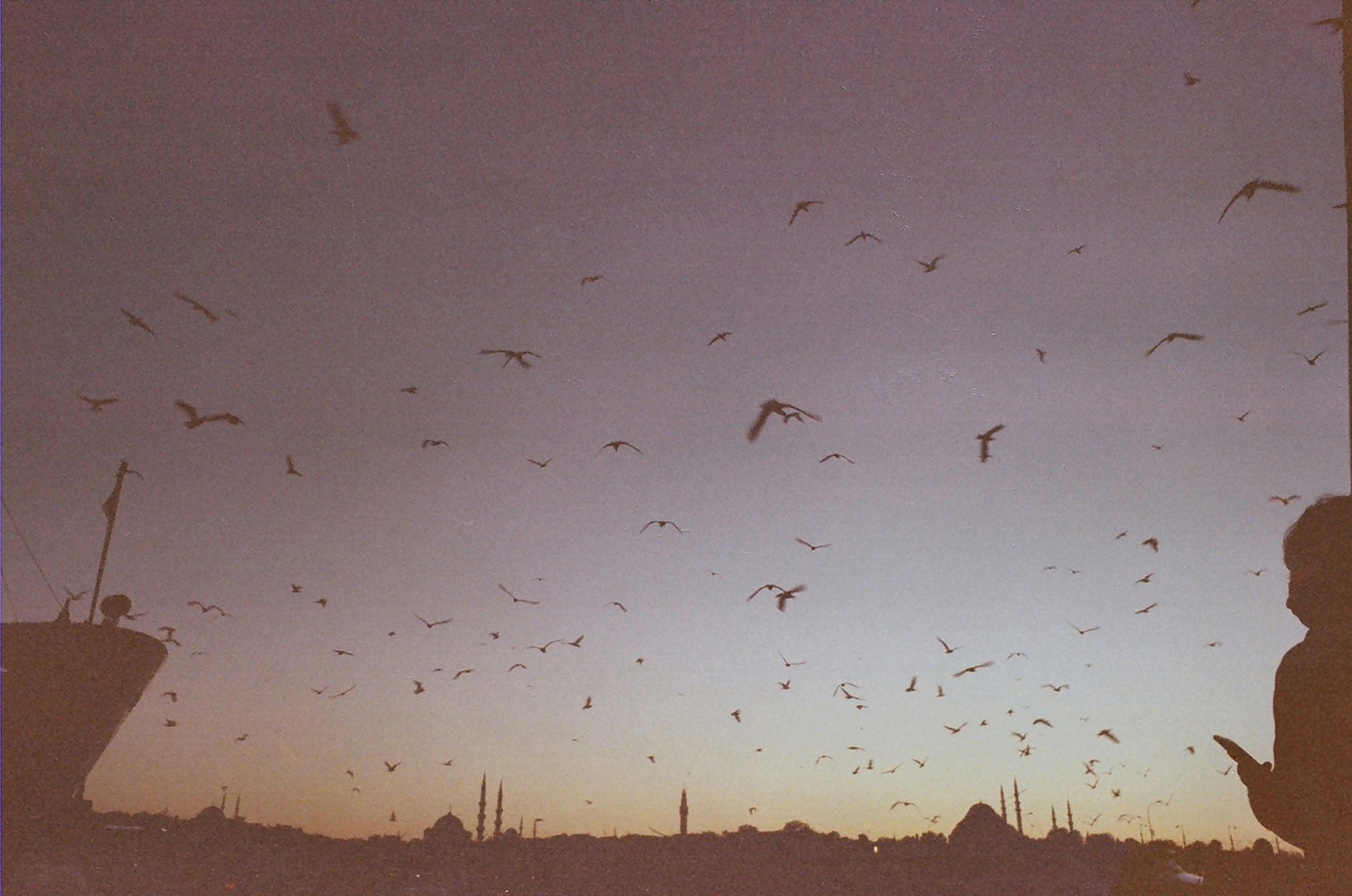 Flock of Birds Flying at Night · Free Stock Photo