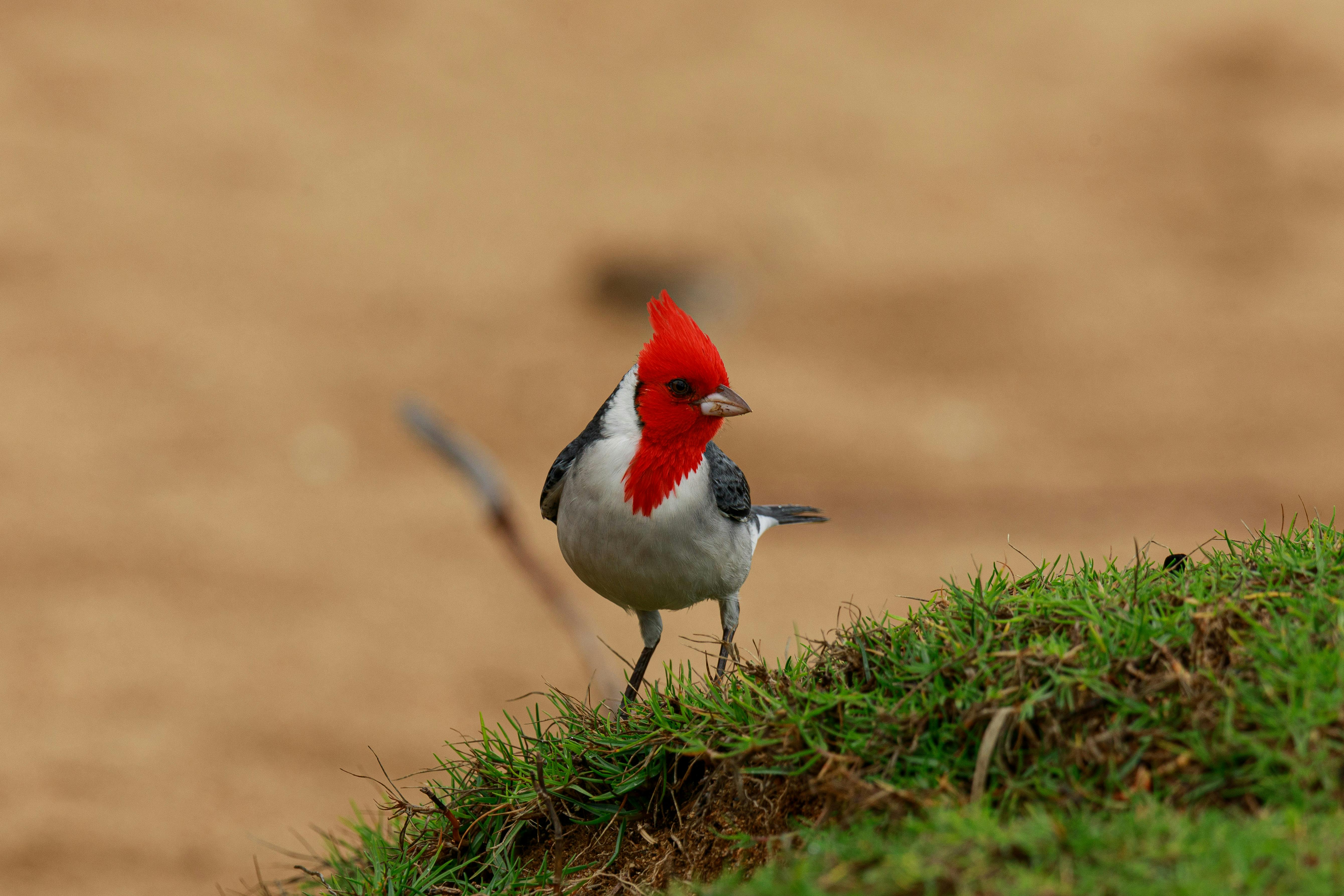 Cardinal with Red Head on Grass · Free Stock Photo