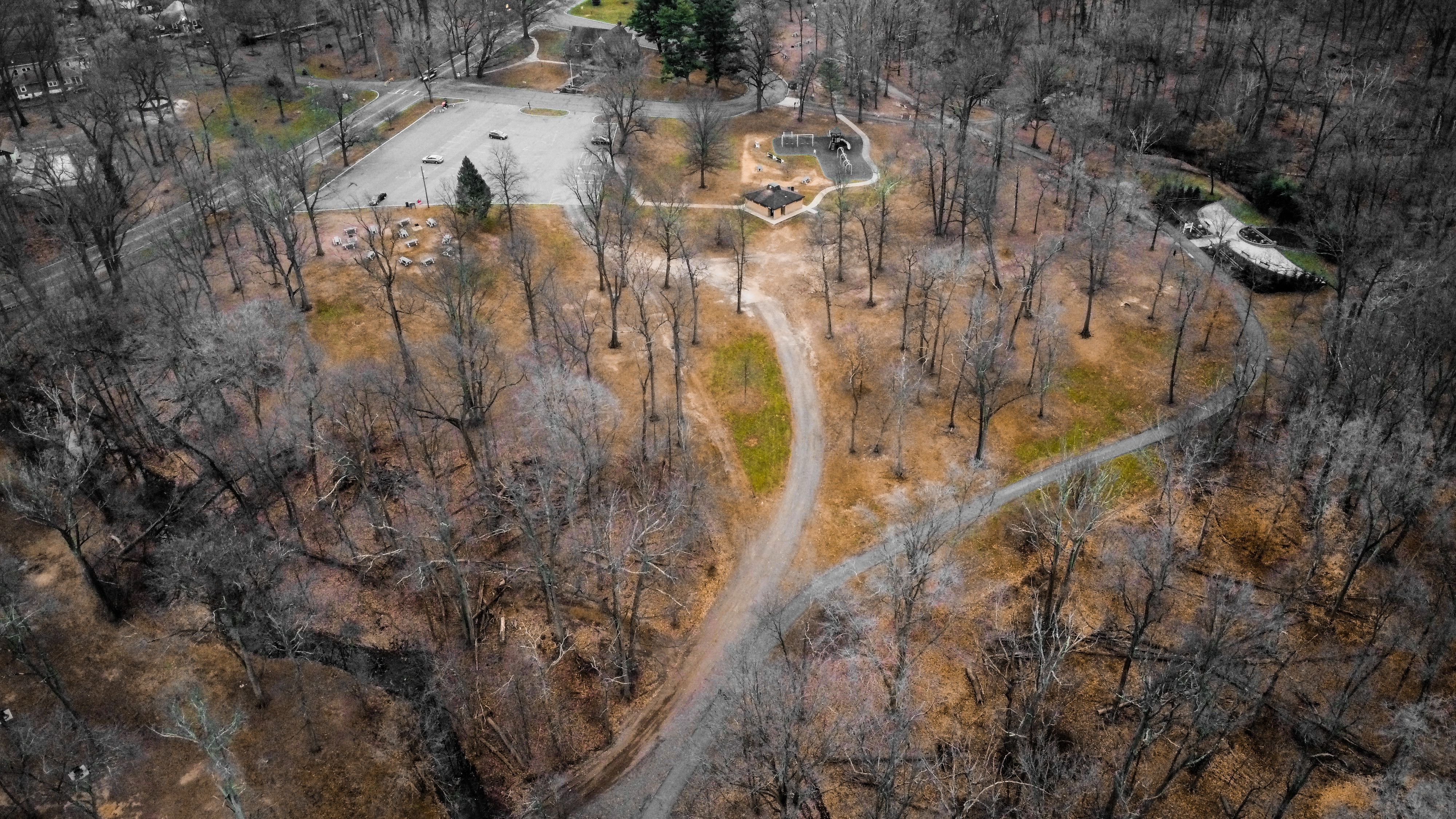 Drone Shot of Barren Trees in Park · Free Stock Photo