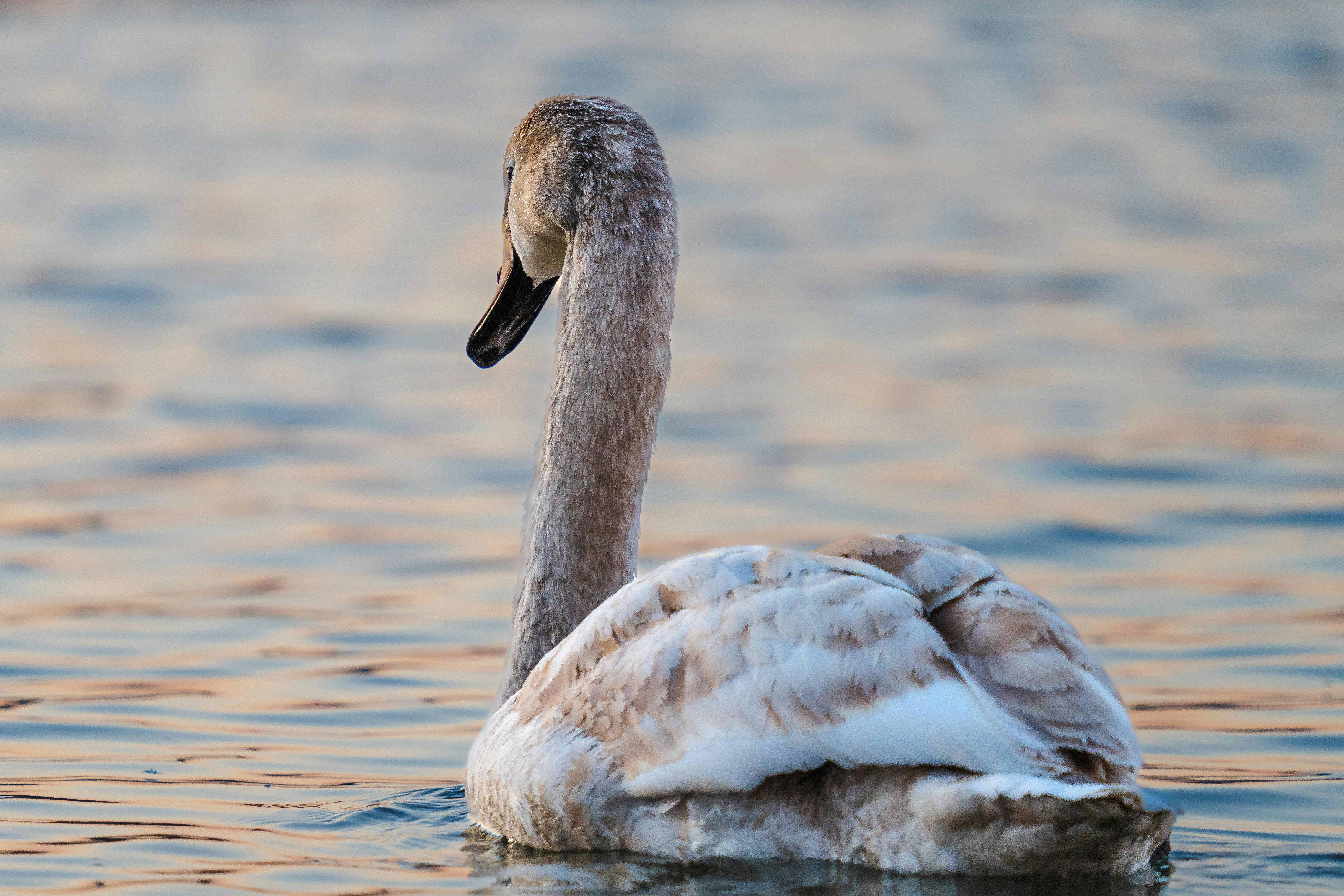 Cygnet in River · Free Stock Photo