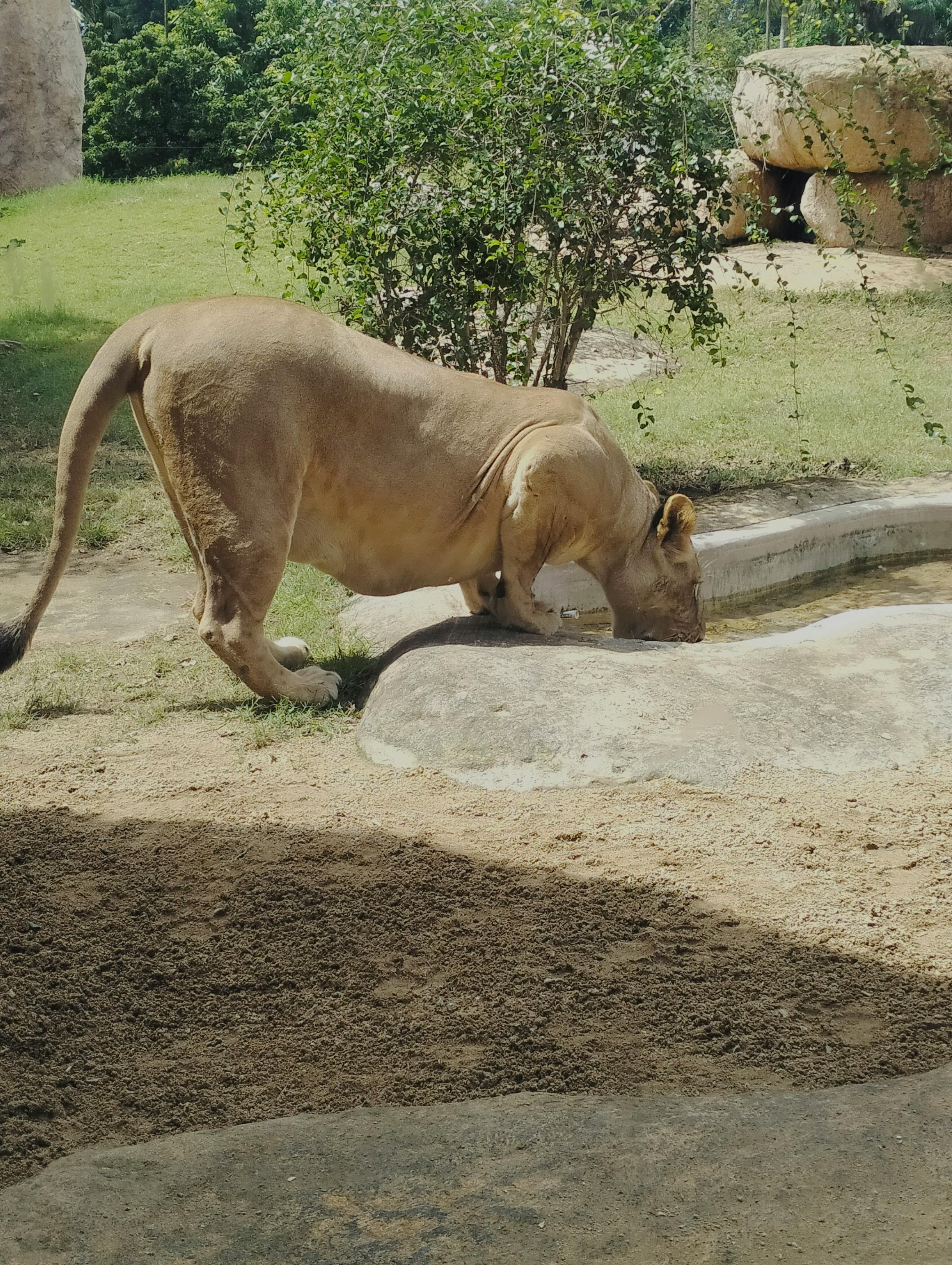 Pair of Lions in the Zoo Enclosure · Free Stock Photo