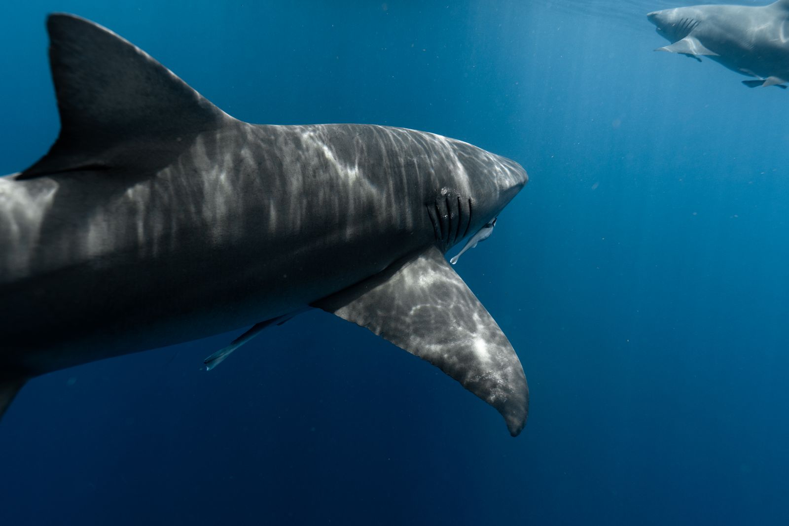 Shark Background Photos, Download The BEST Free Shark Background Stock ...