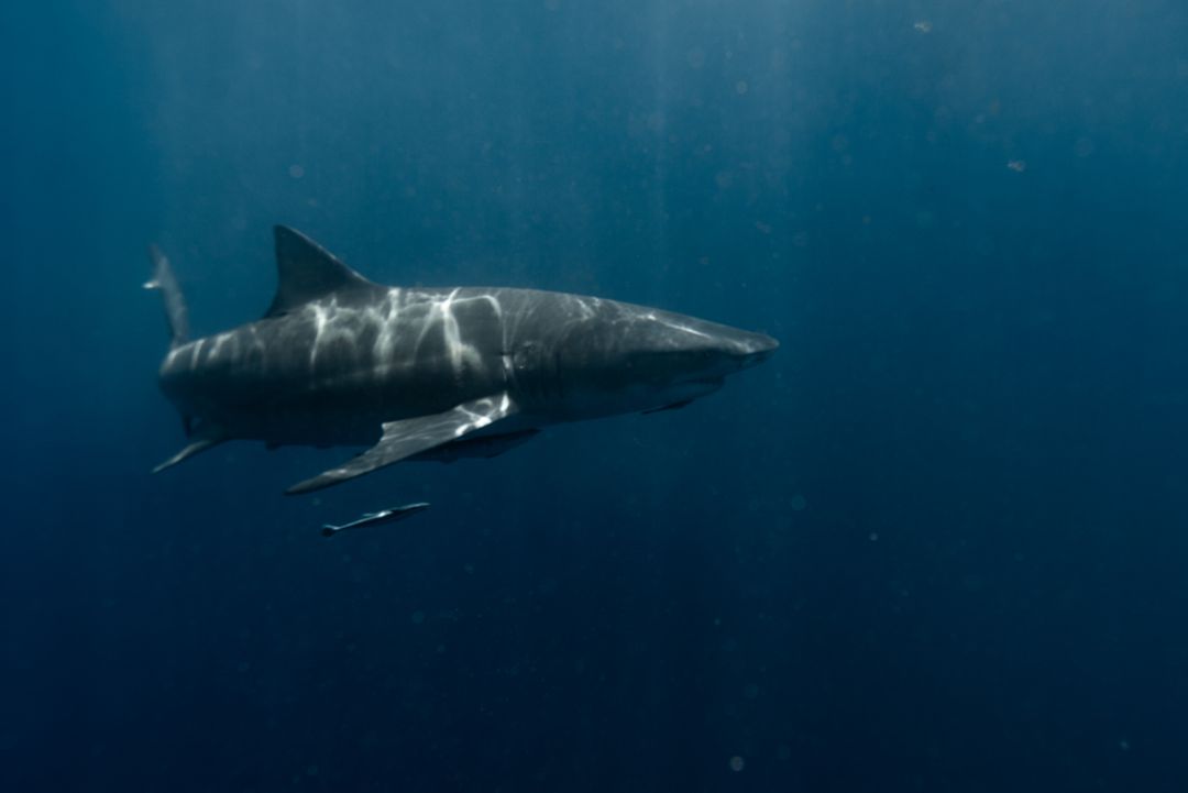 Broadnose Sevengill Shark: Biology & Threats Explained