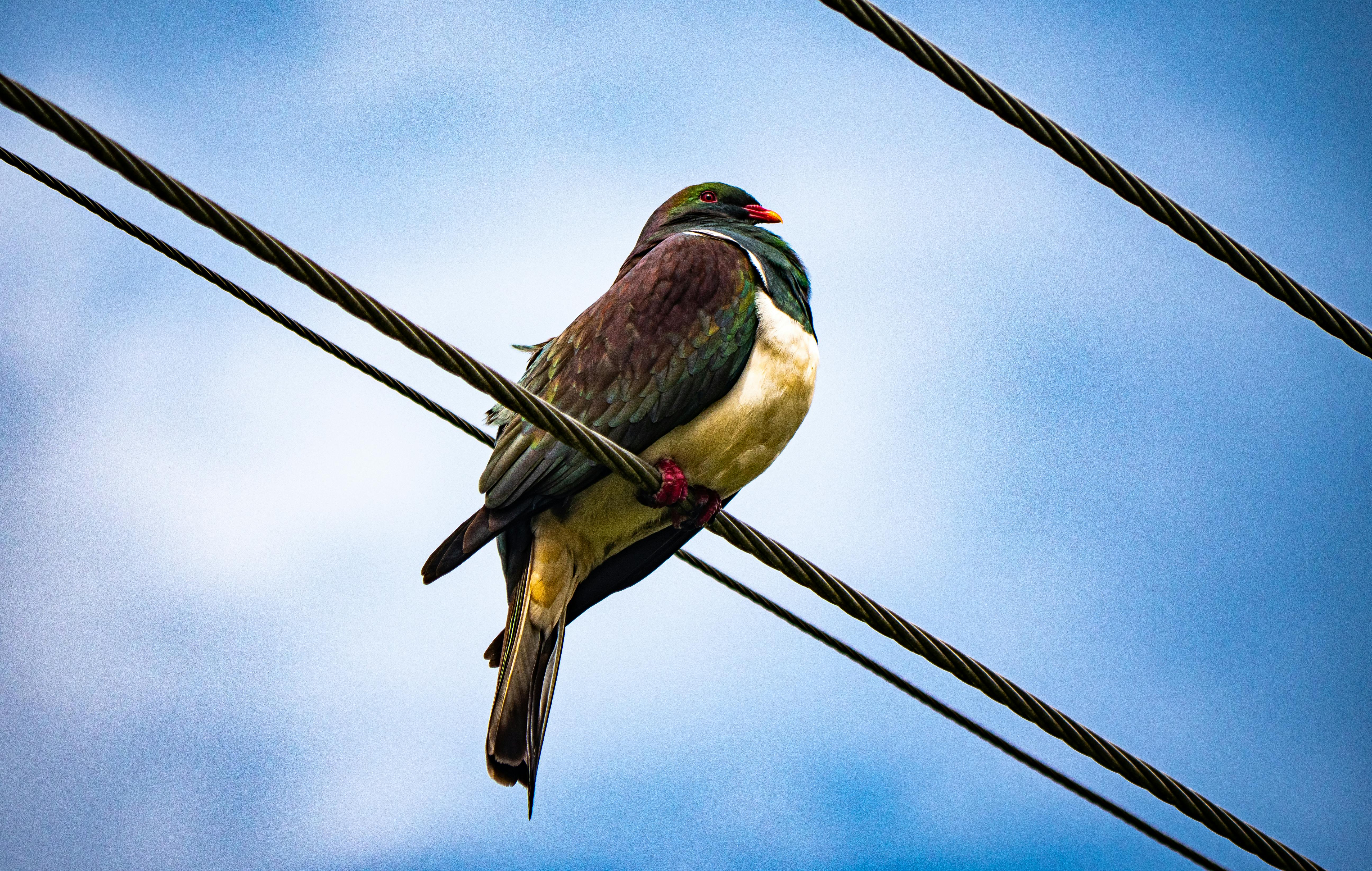 Low Angle Photo of Brown Bird Perch on Driftwood · Free Stock Photo