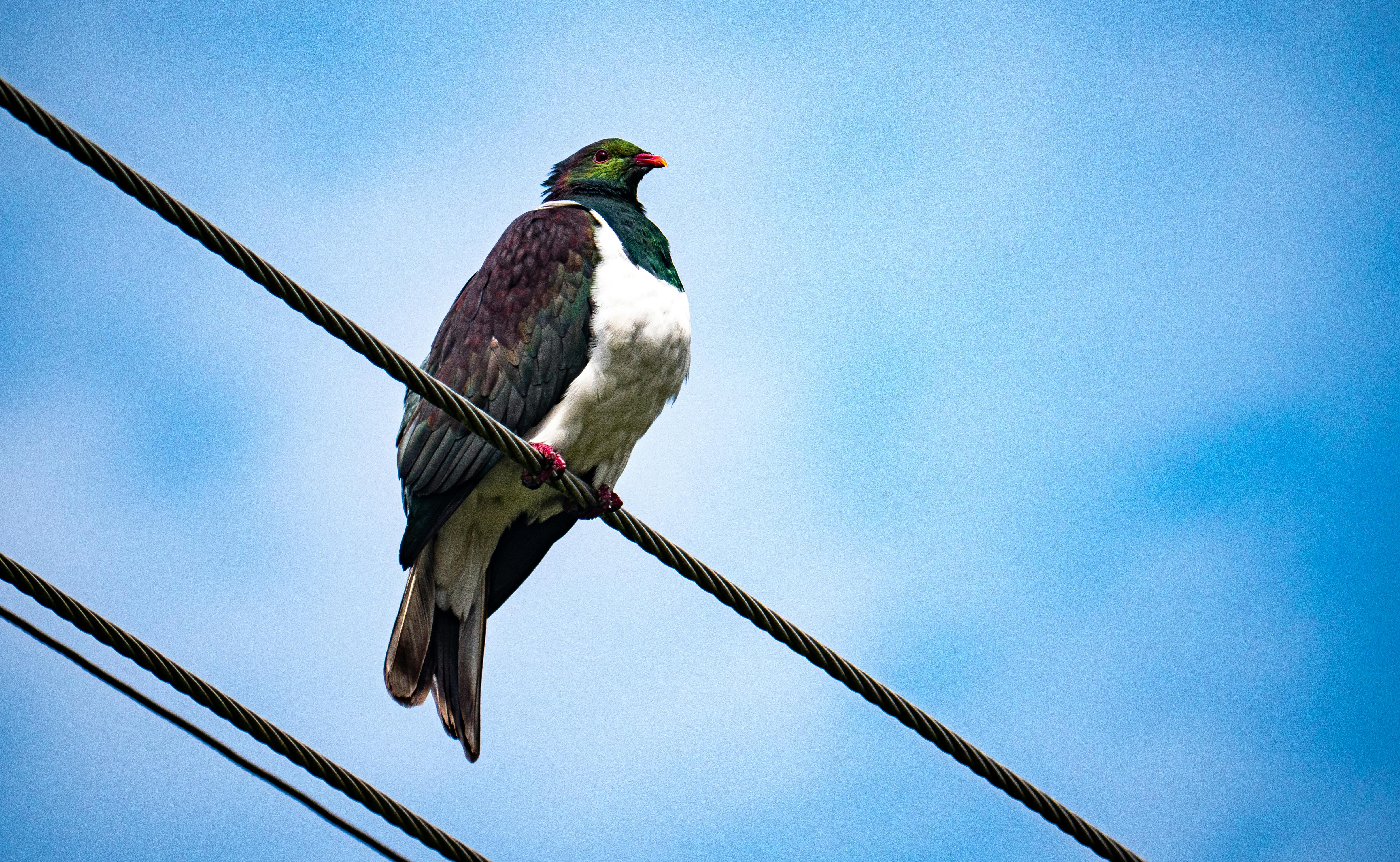 Low Angle Photo of Brown Bird Perch on Driftwood · Free Stock Photo