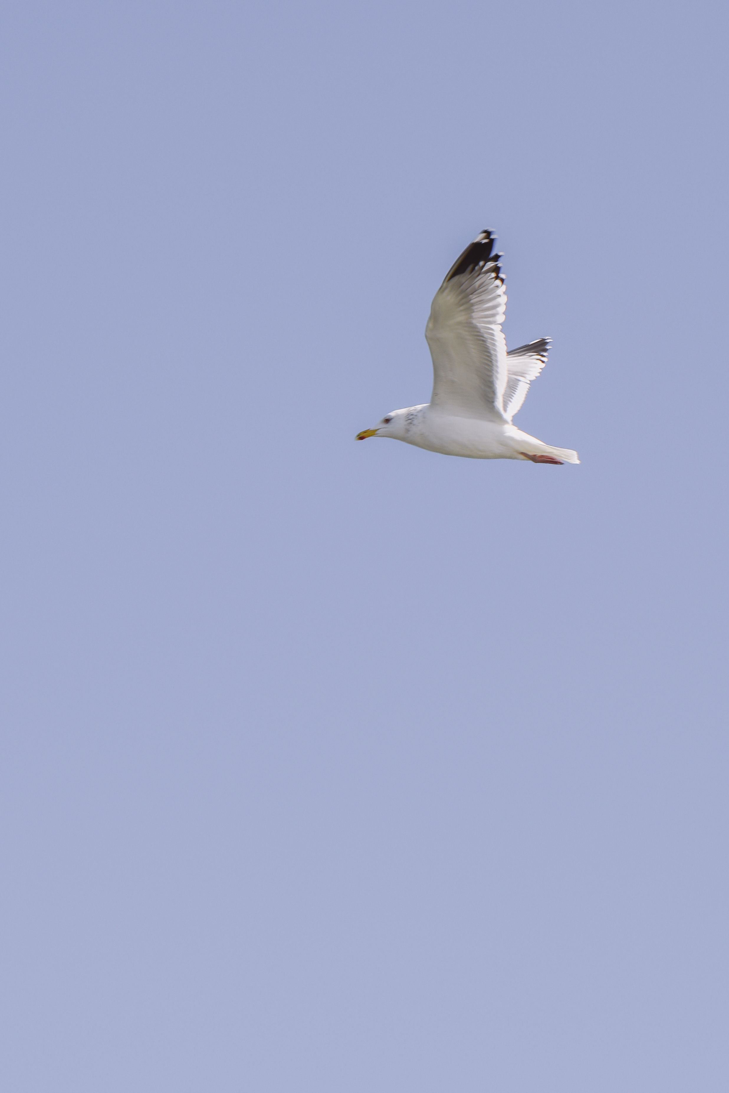 Bird Flying over Sea · Free Stock Photo