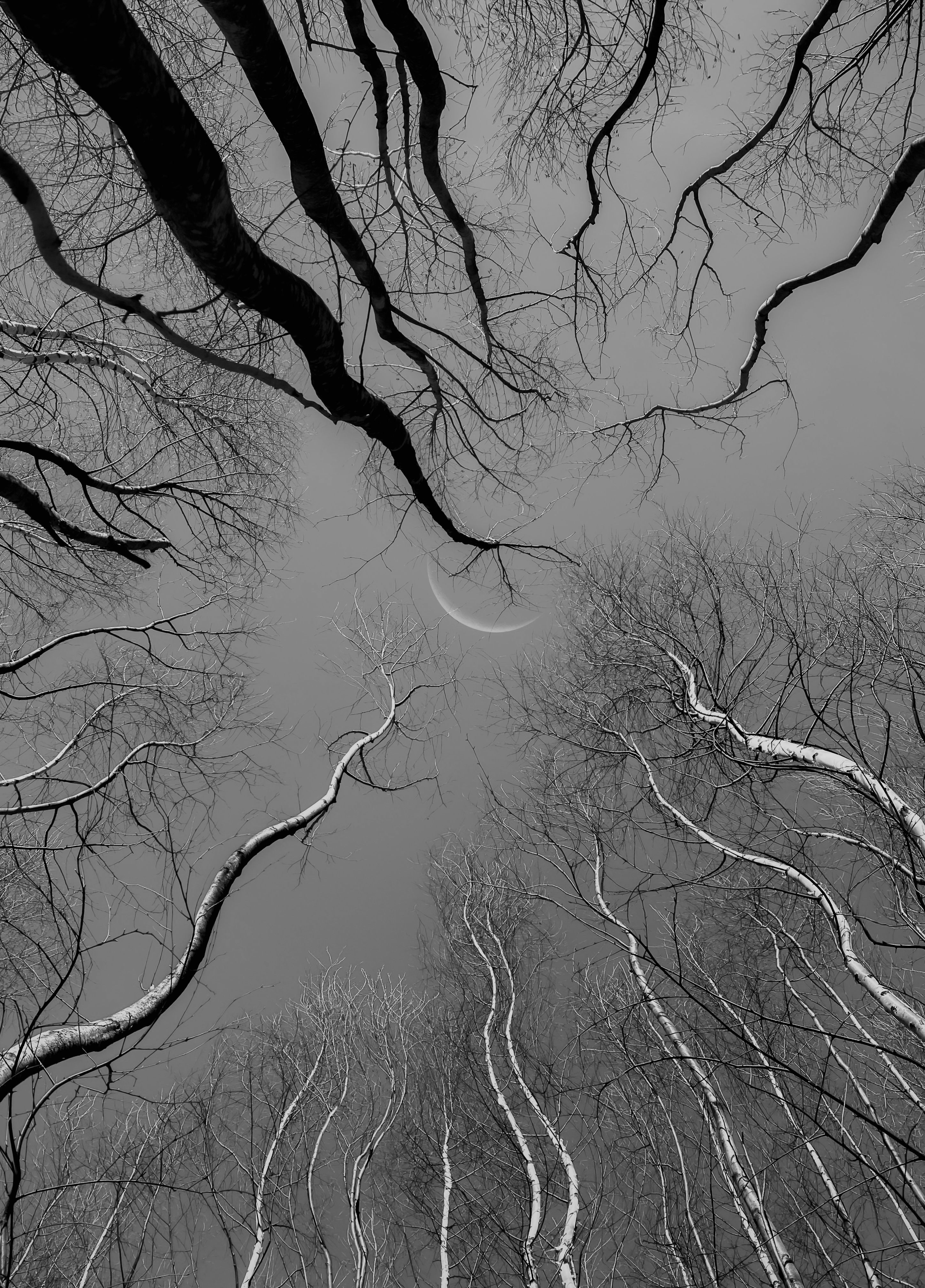 Low Angle Shot of Trees in the Forest · Free Stock Photo