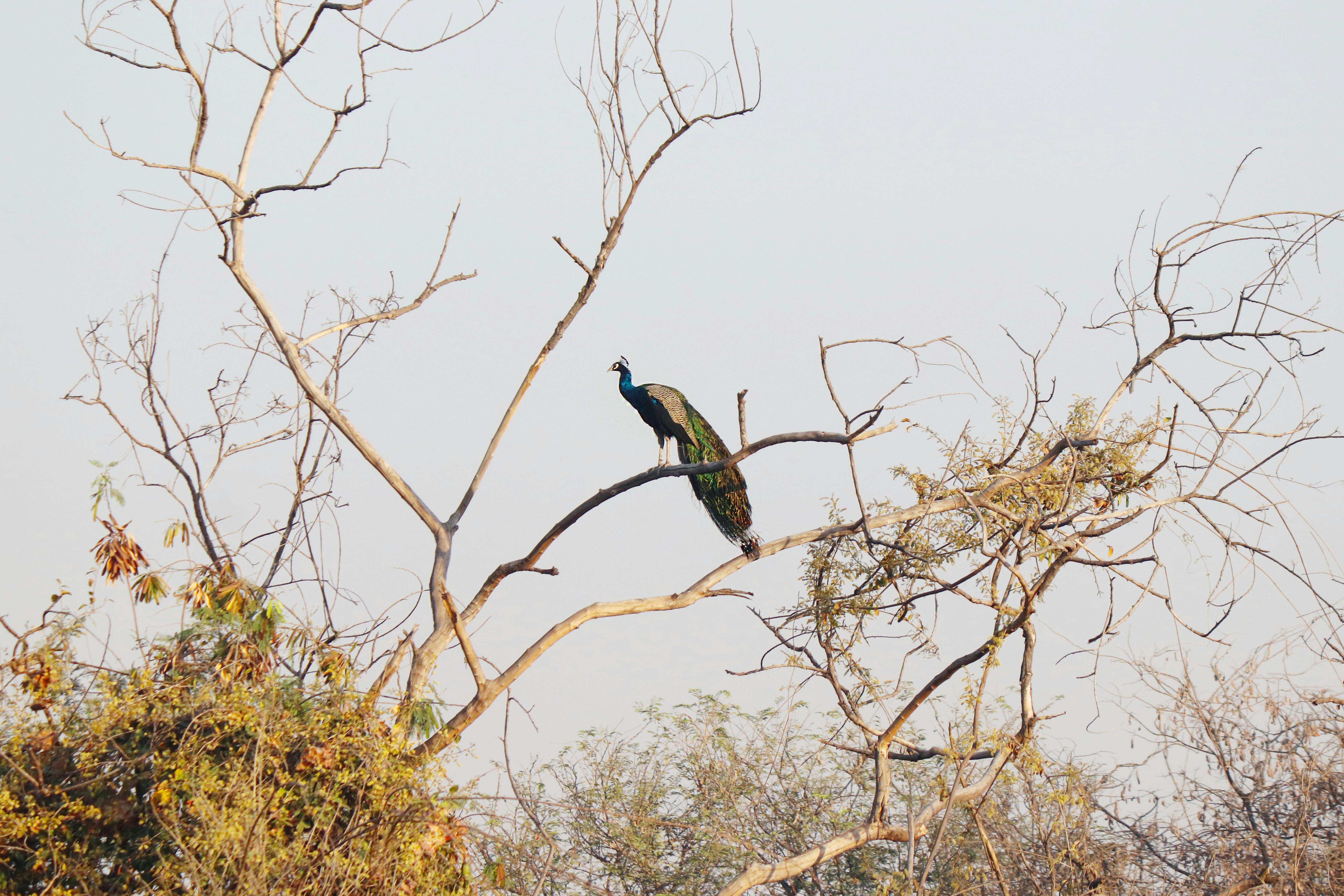 Peacock on Tree · Free Stock Photo