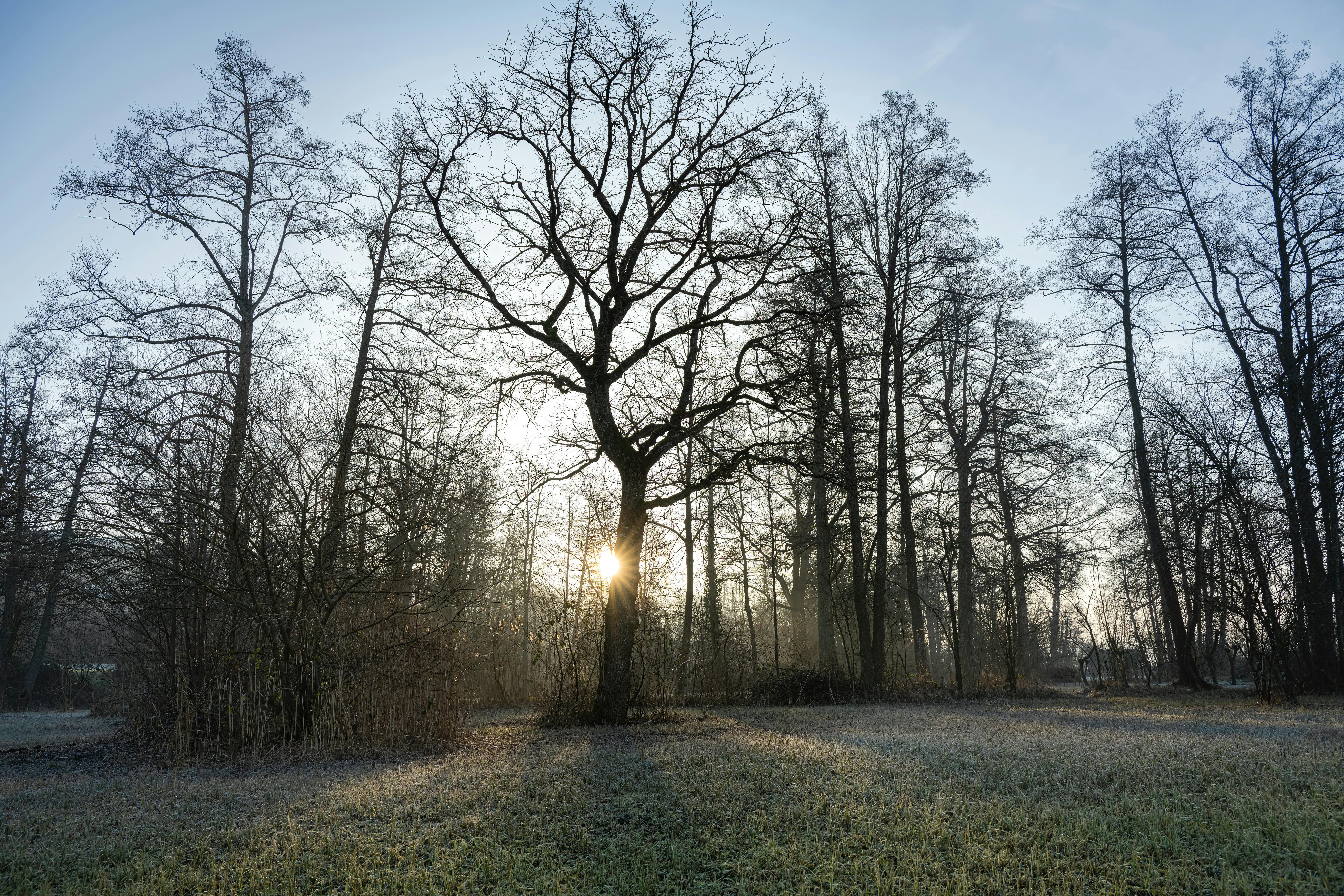 Sunlight behind Trees · Free Stock Photo