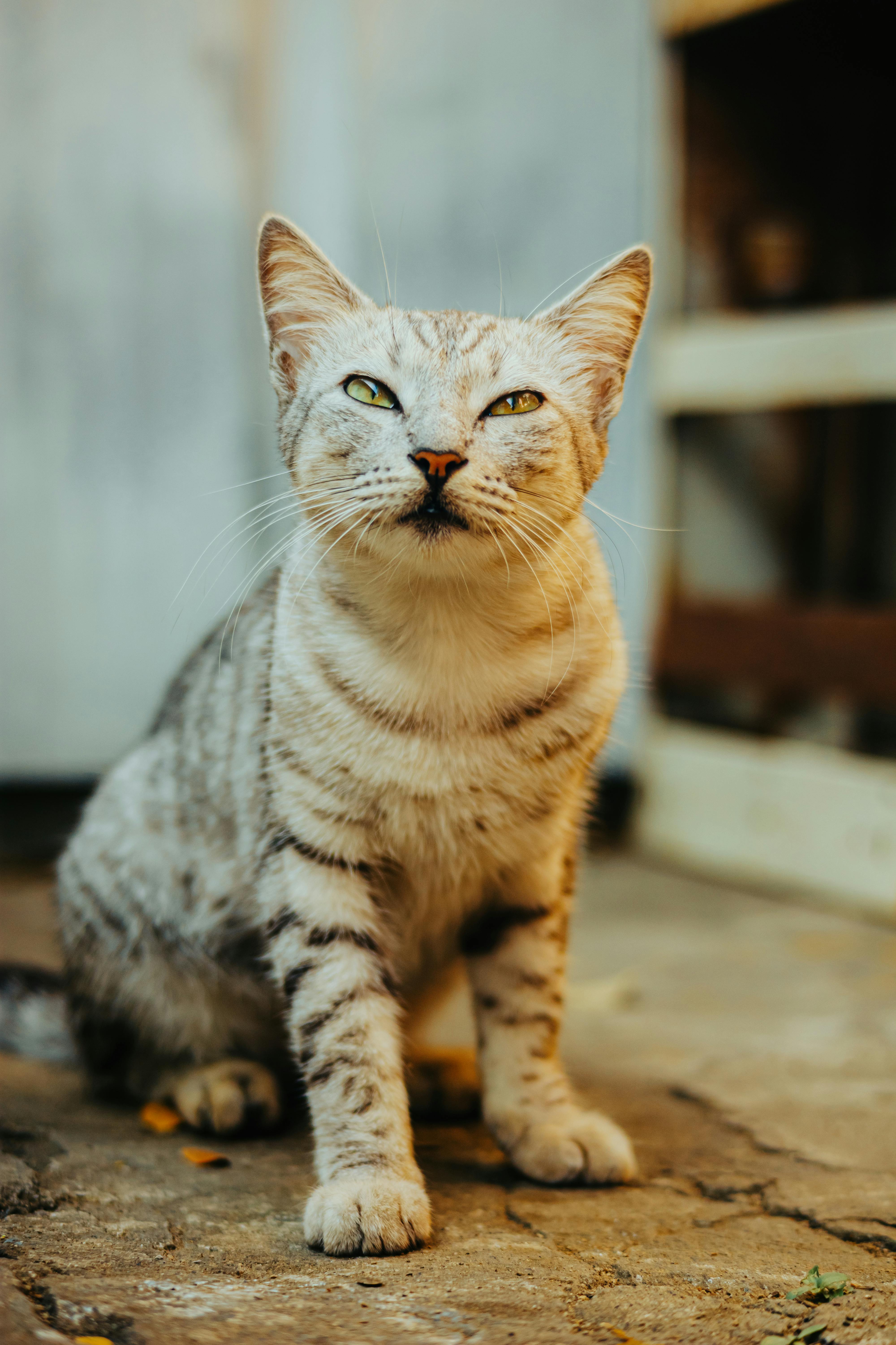 Indie Cat Photos, Download The BEST Free Indie Cat Stock Photos & HD Images