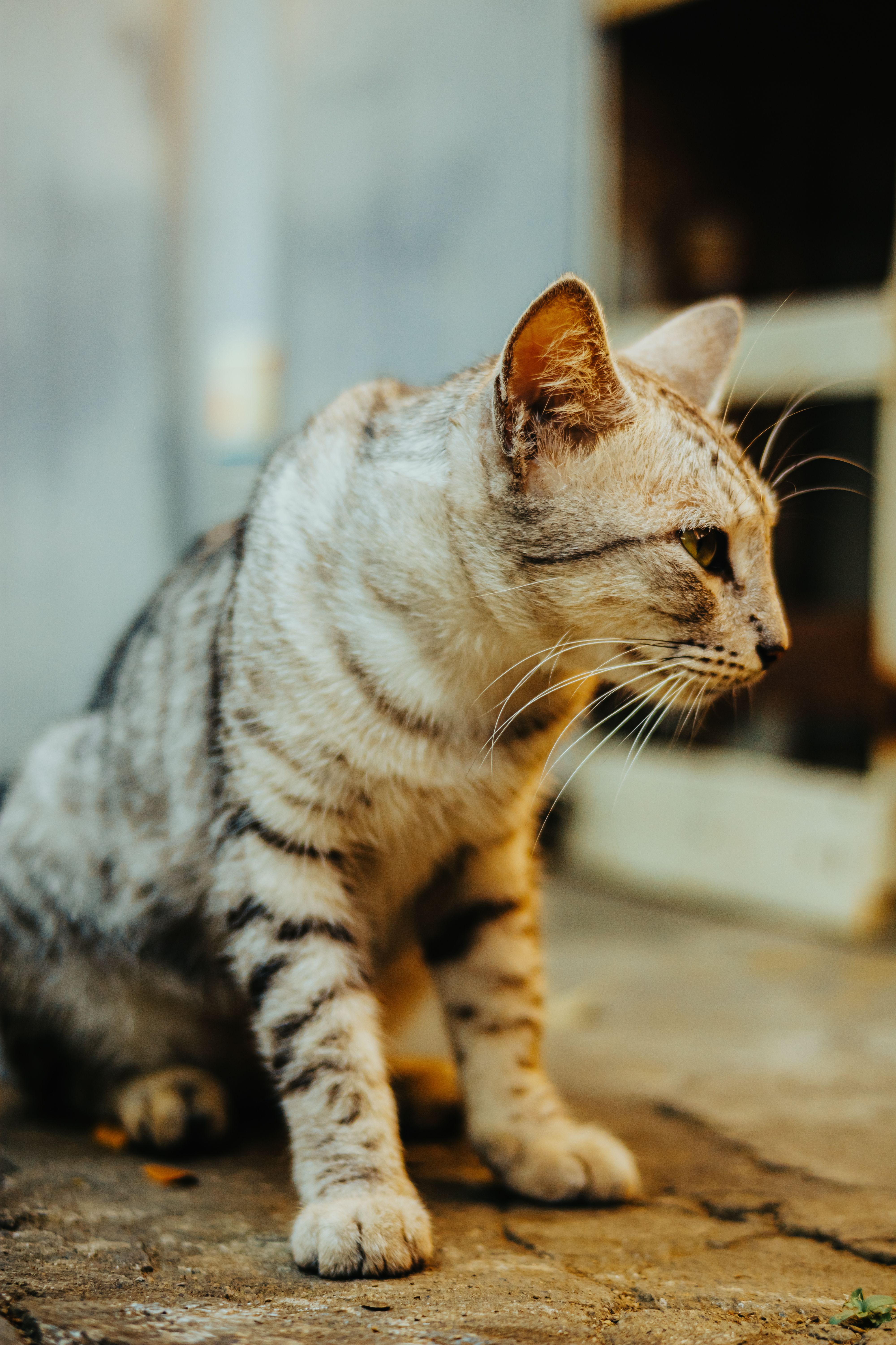 Two Curious Cats · Free Stock Photo