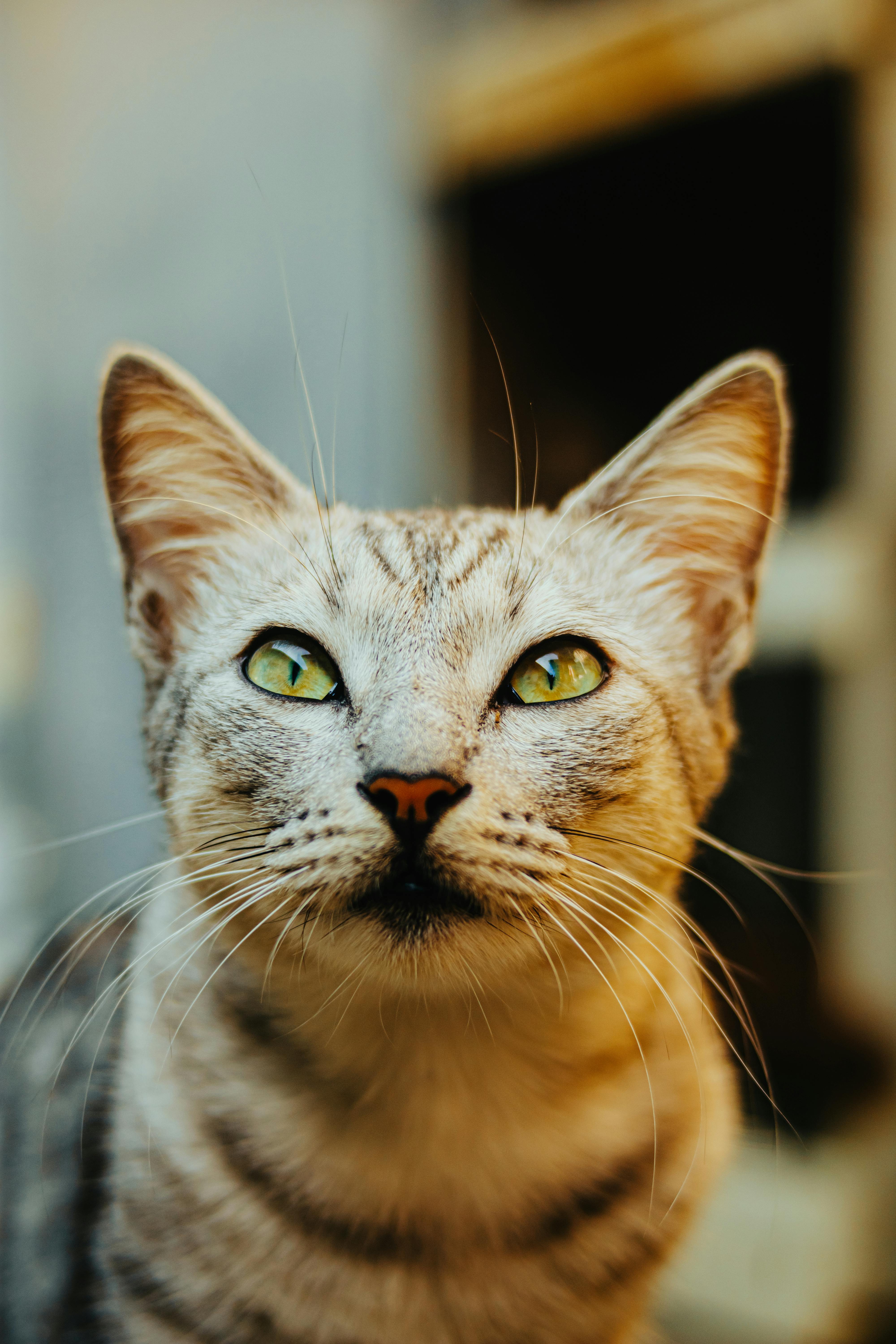 Close Up of a Cat · Free Stock Photo