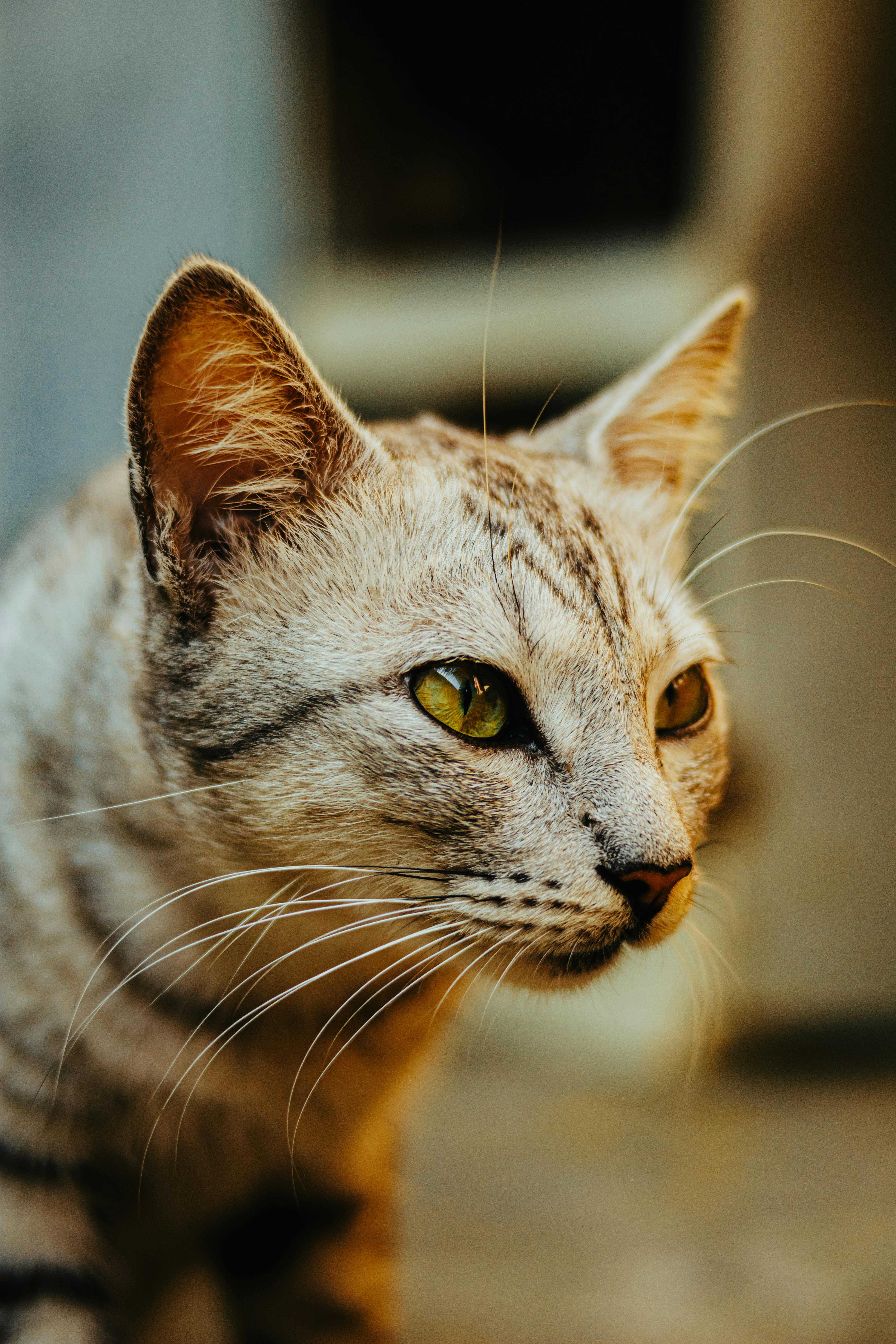 Close up of Cat Head · Free Stock Photo