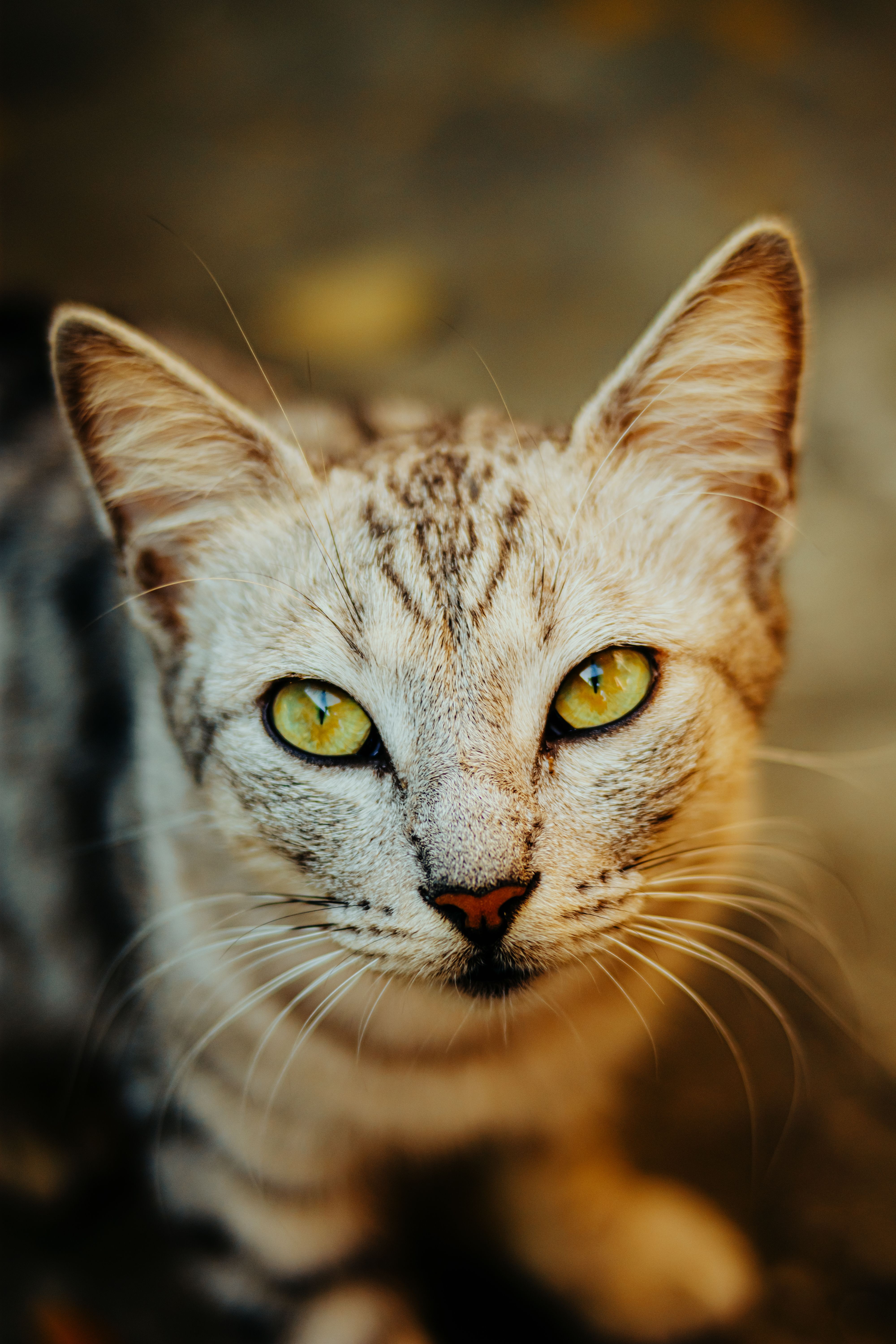 Head of a Cat · Free Stock Photo